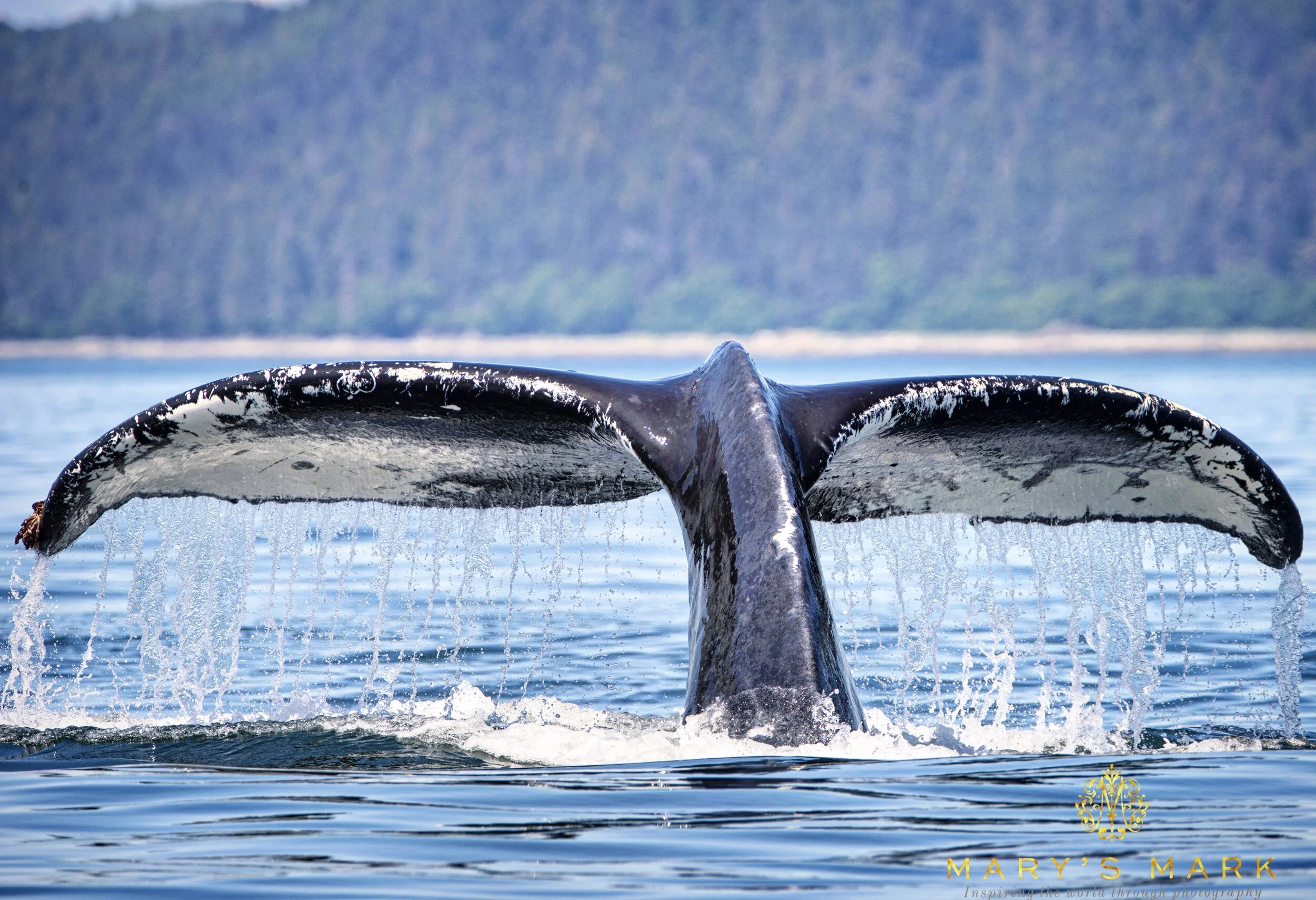 Breaching Humpback Whale | Mary's Mark Photography
