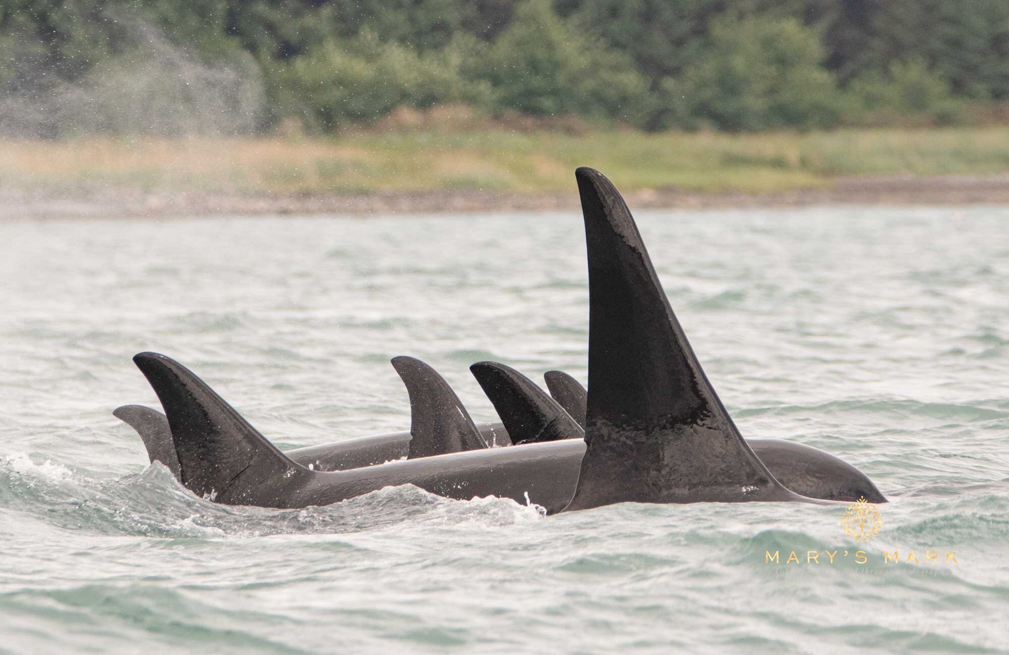 Orcas Pod