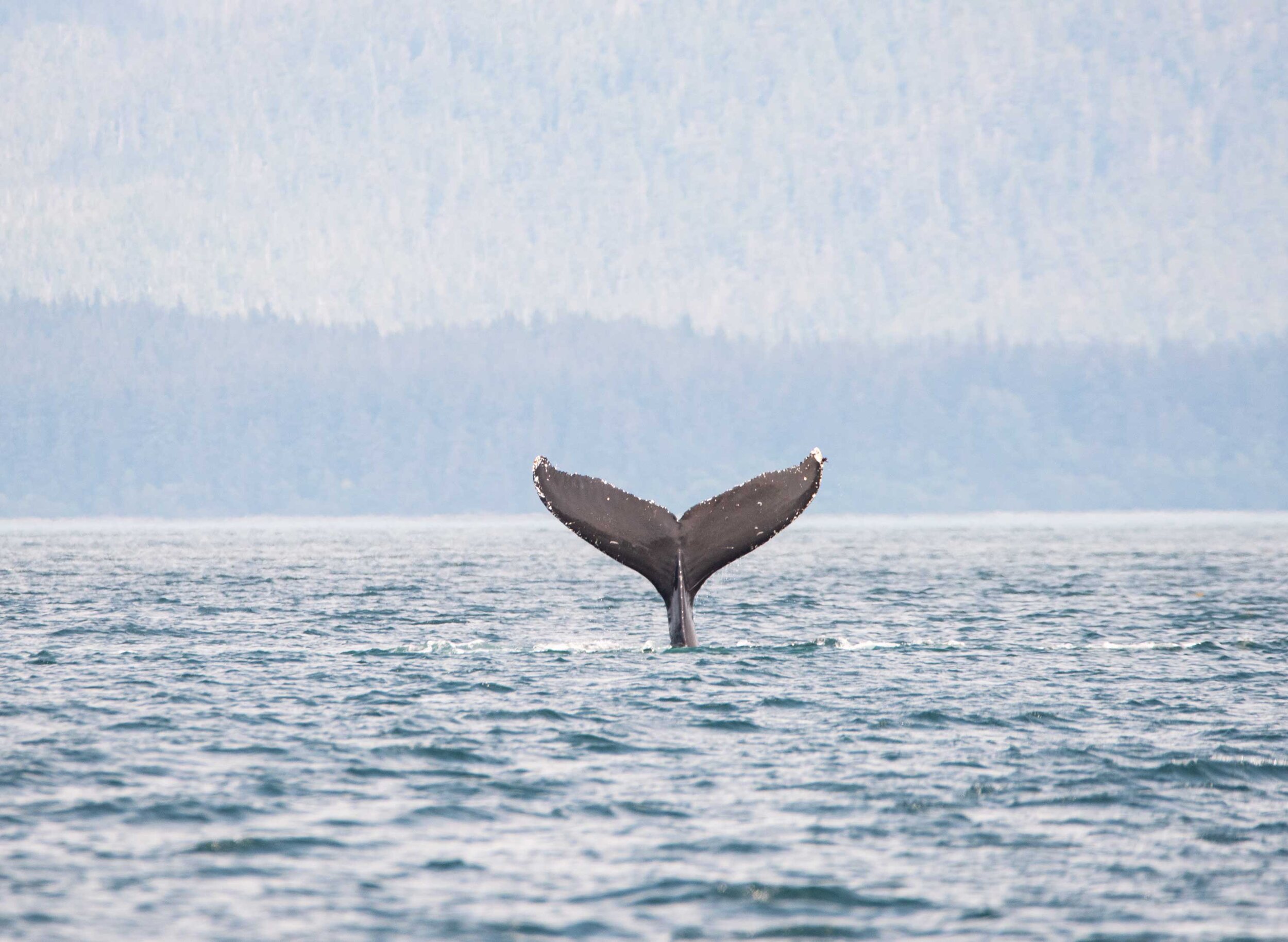 Humpback Whale Fluke Spray | Mary's Mark