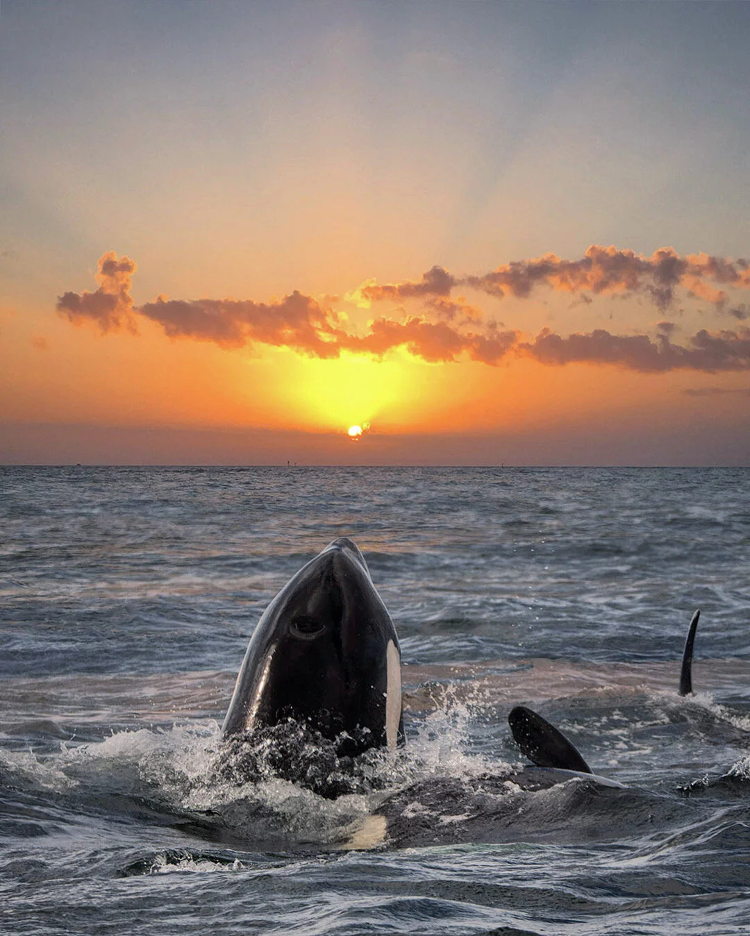 Alaskan Whale Art | Humpback Whales and Orcas