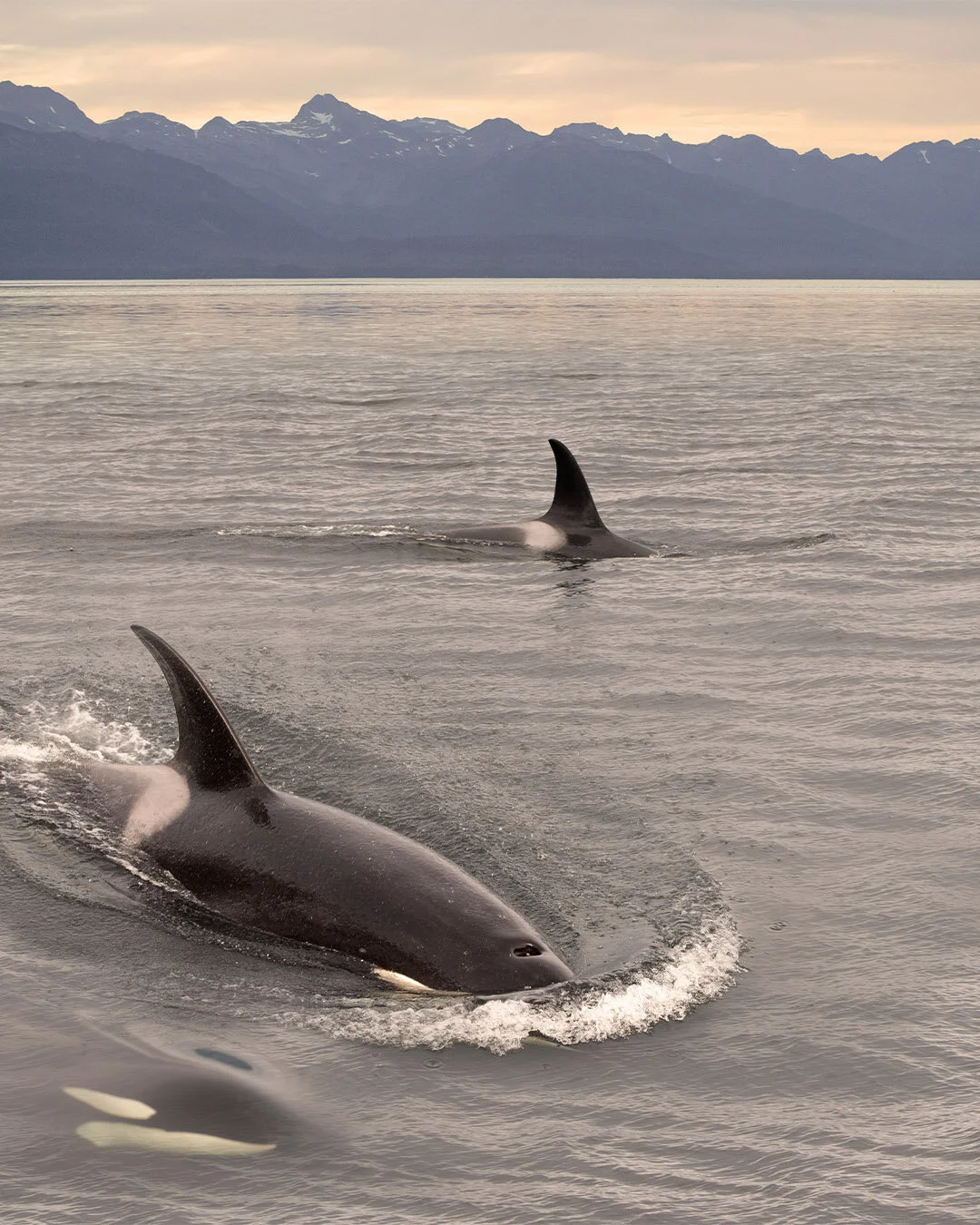 Alaskan Whale Art | Humpback Whales and Orcas