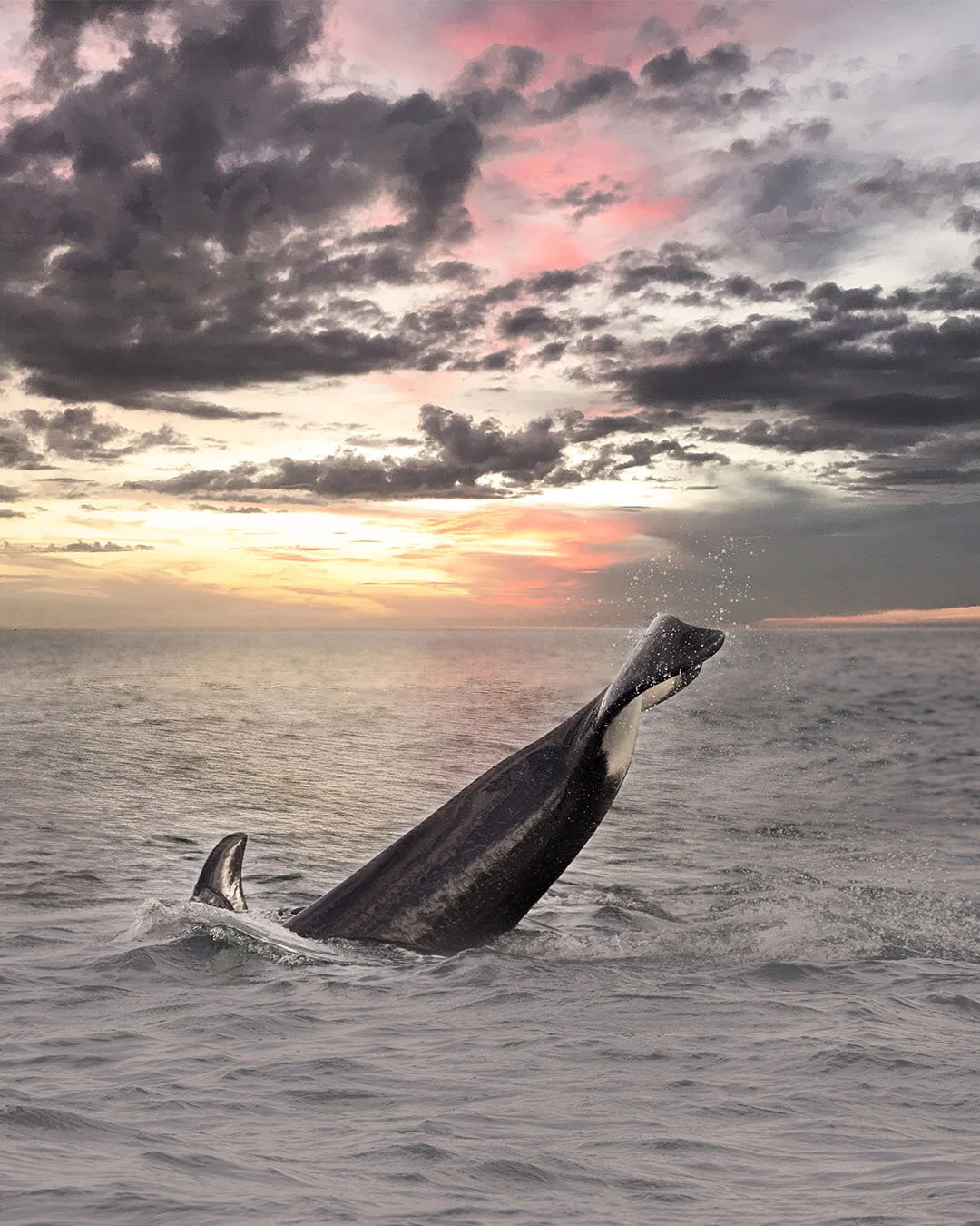 Alaskan Whale Art | Humpback Whales and Orcas