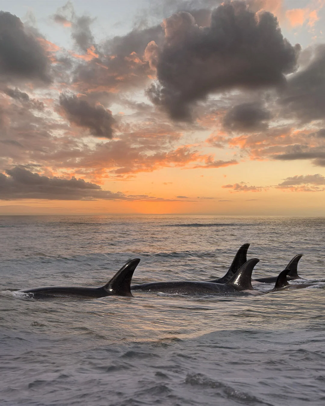 Alaskan Whale Art | Humpback Whales and Orcas