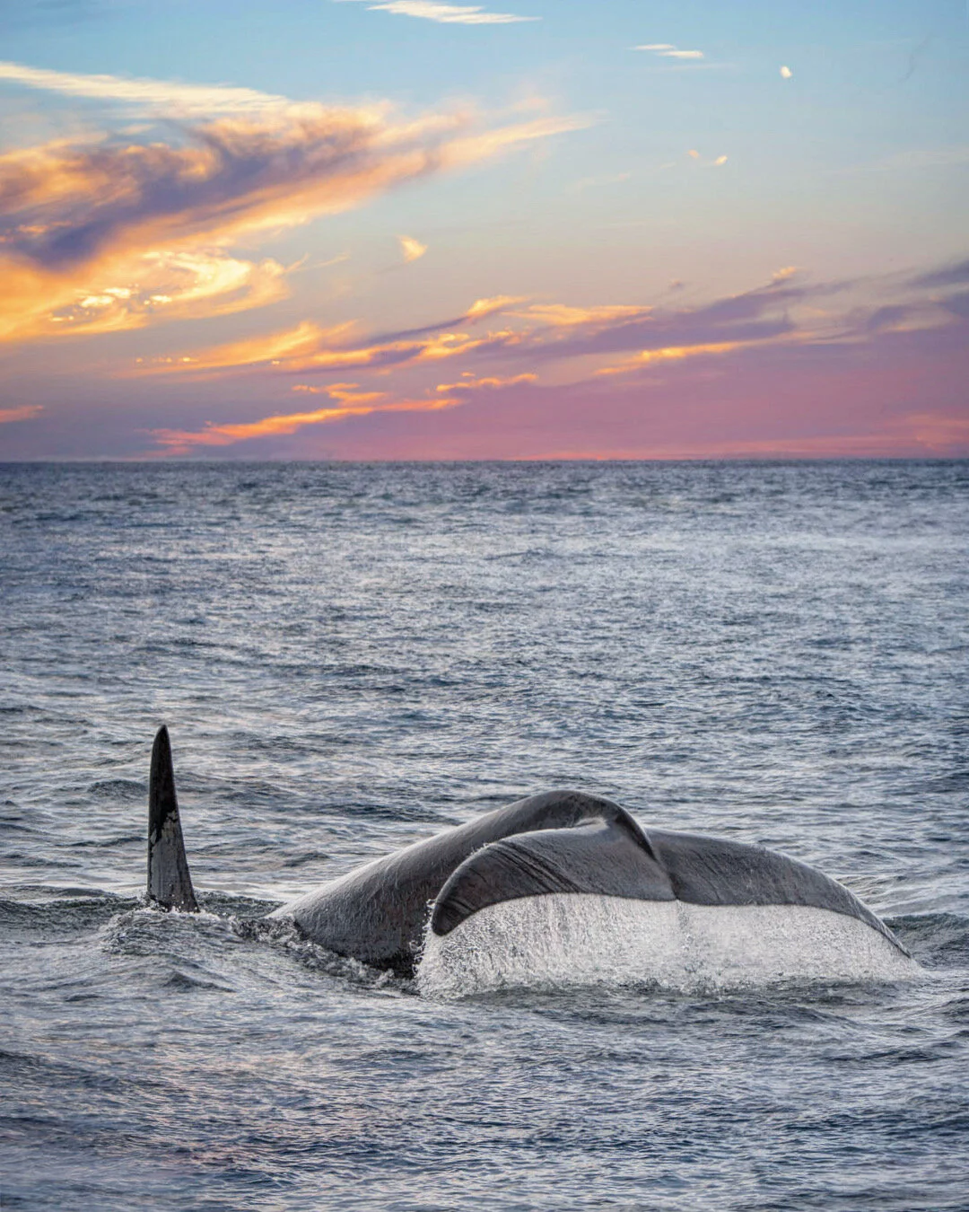 Alaskan Whale Art | Humpback Whales and Orcas