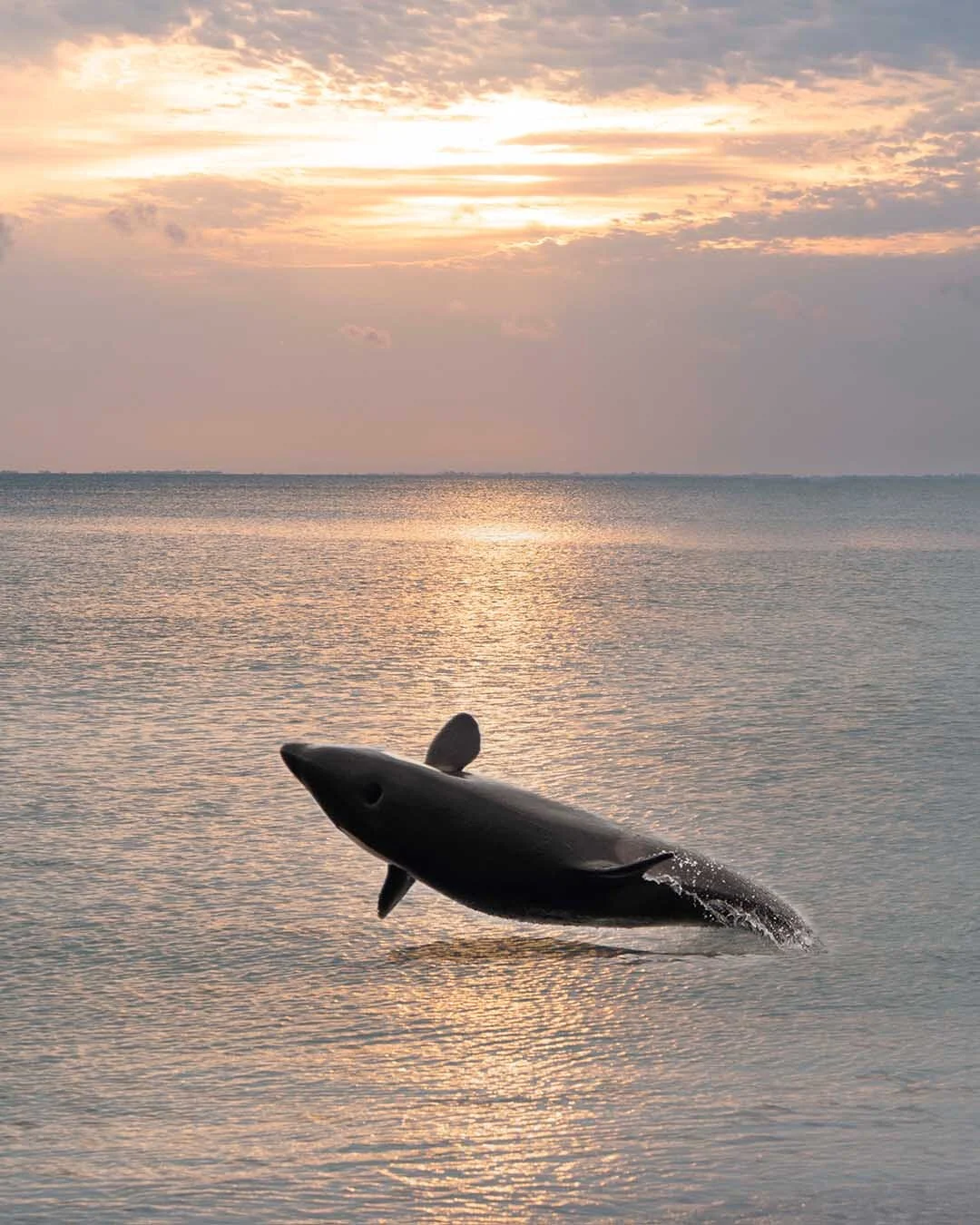 Alaskan Whale Art | Humpback Whales and Orcas