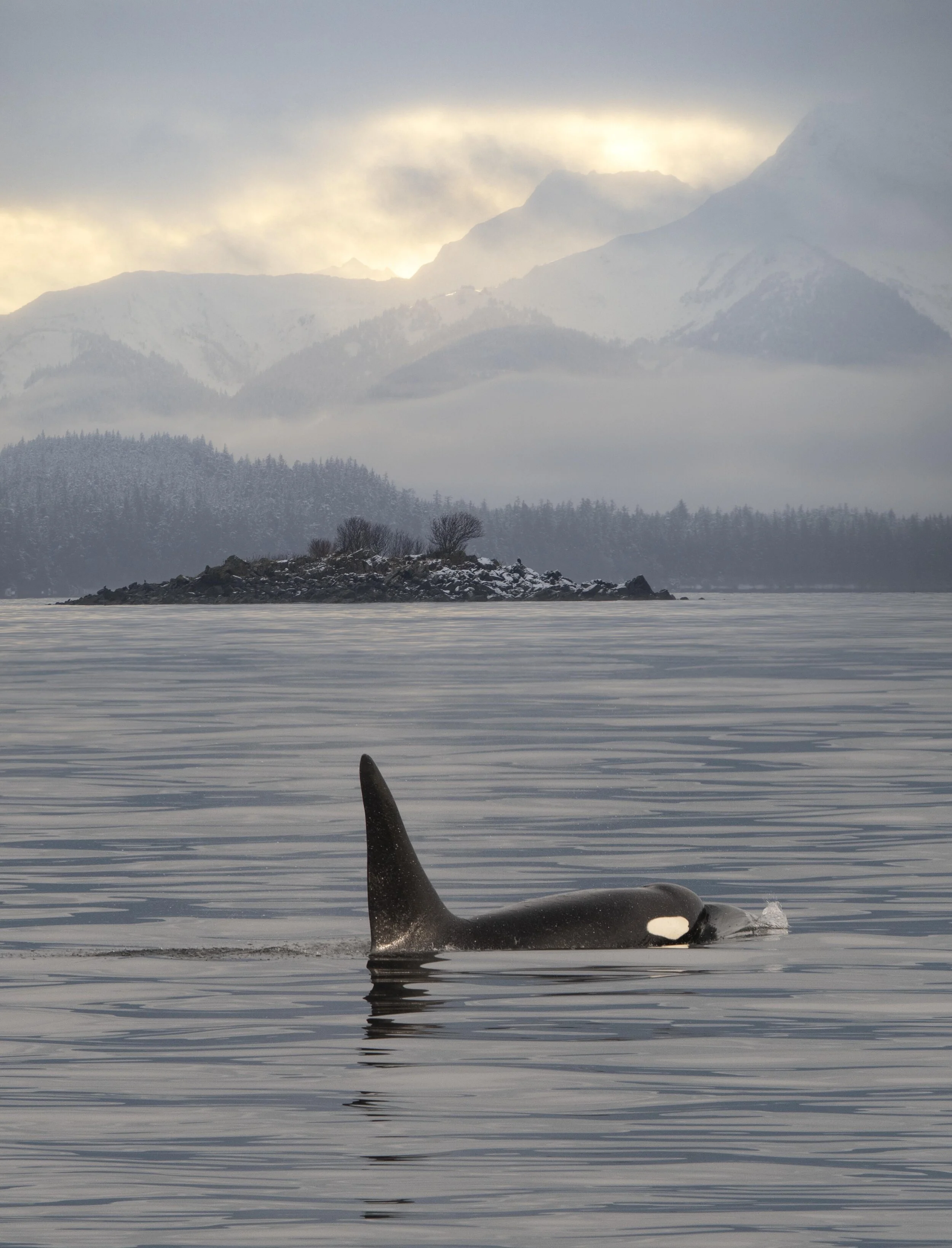 Alaskan Whale Art | Humpback Whales and Orcas