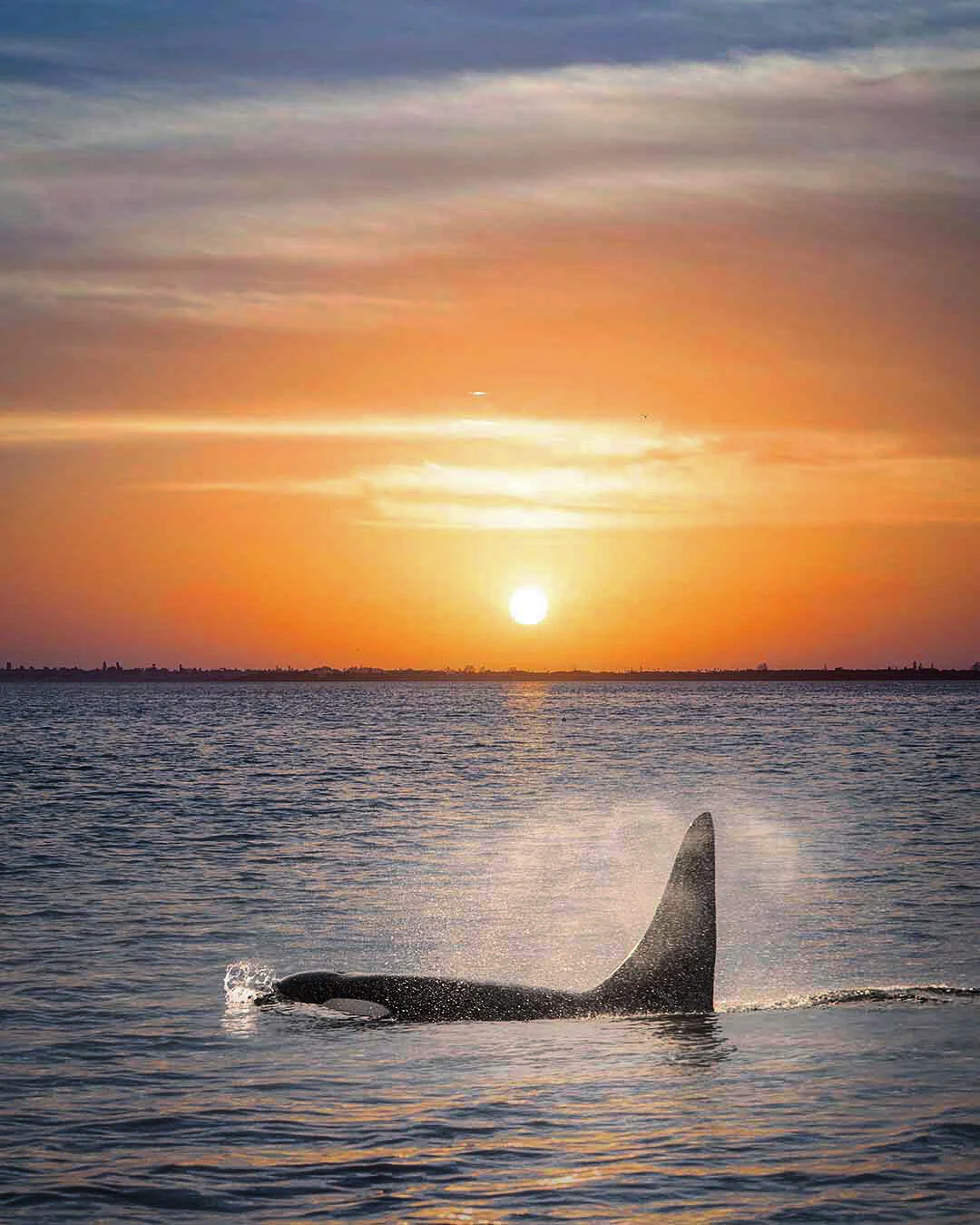 Alaskan Whale Art | Humpback Whales and Orcas