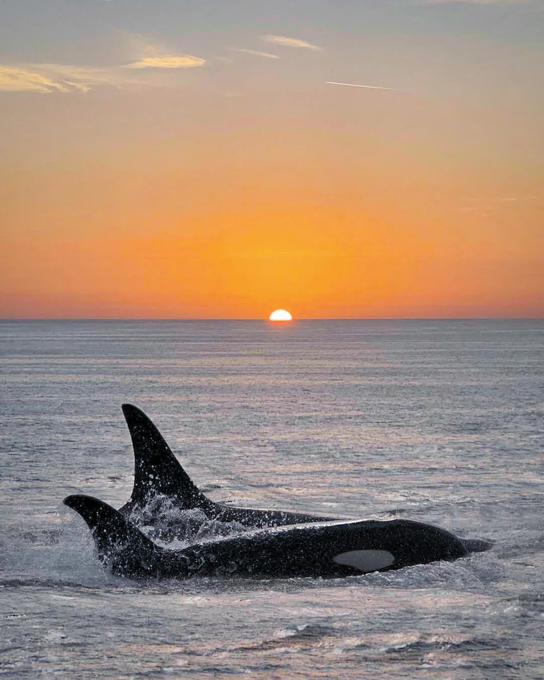 Alaskan Whale Art | Humpback Whales and Orcas