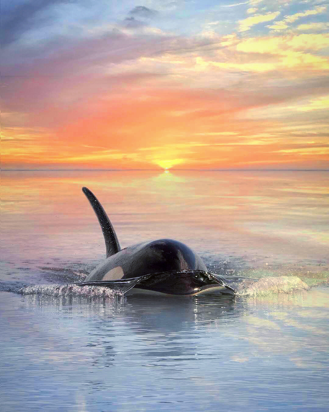 Alaskan Whale Art | Humpback Whales and Orcas