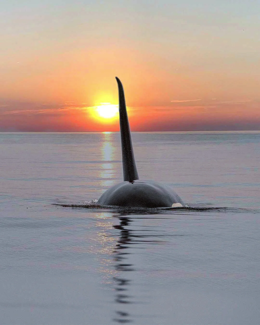 Alaskan Whale Art | Humpback Whales and Orcas