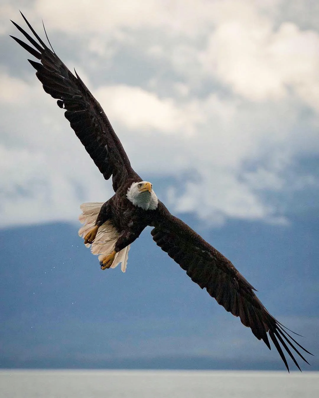 Soaring Eagle Images