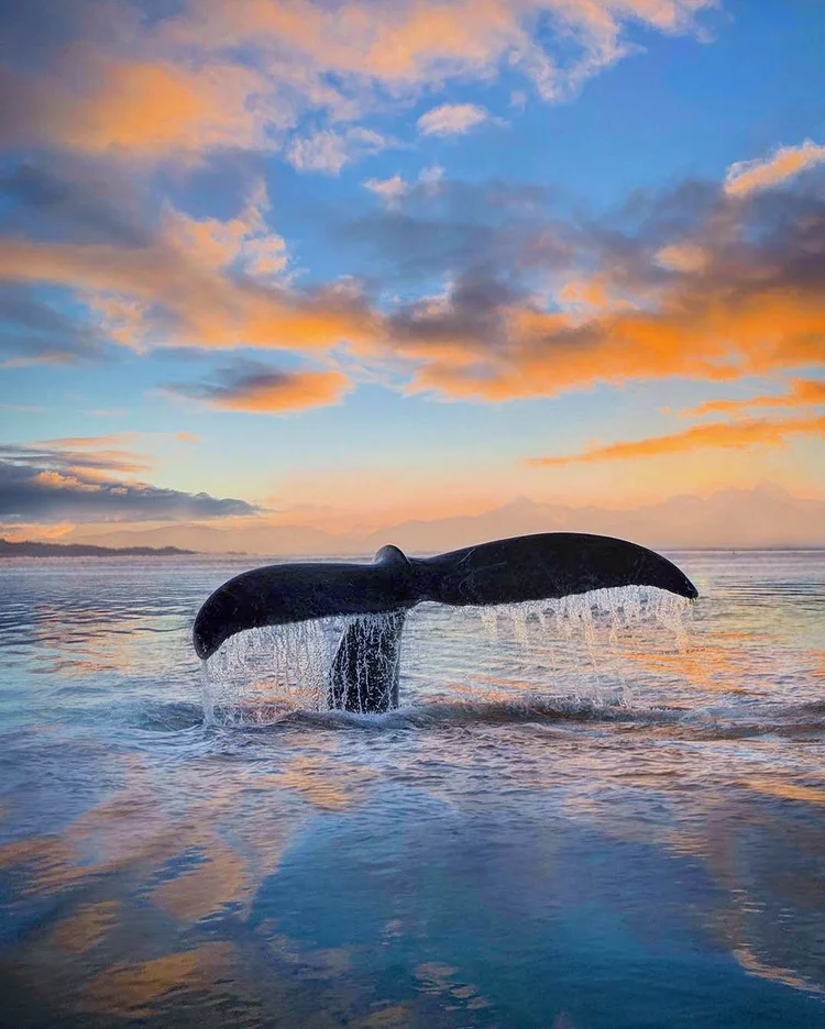 Whale Breaching Sunset