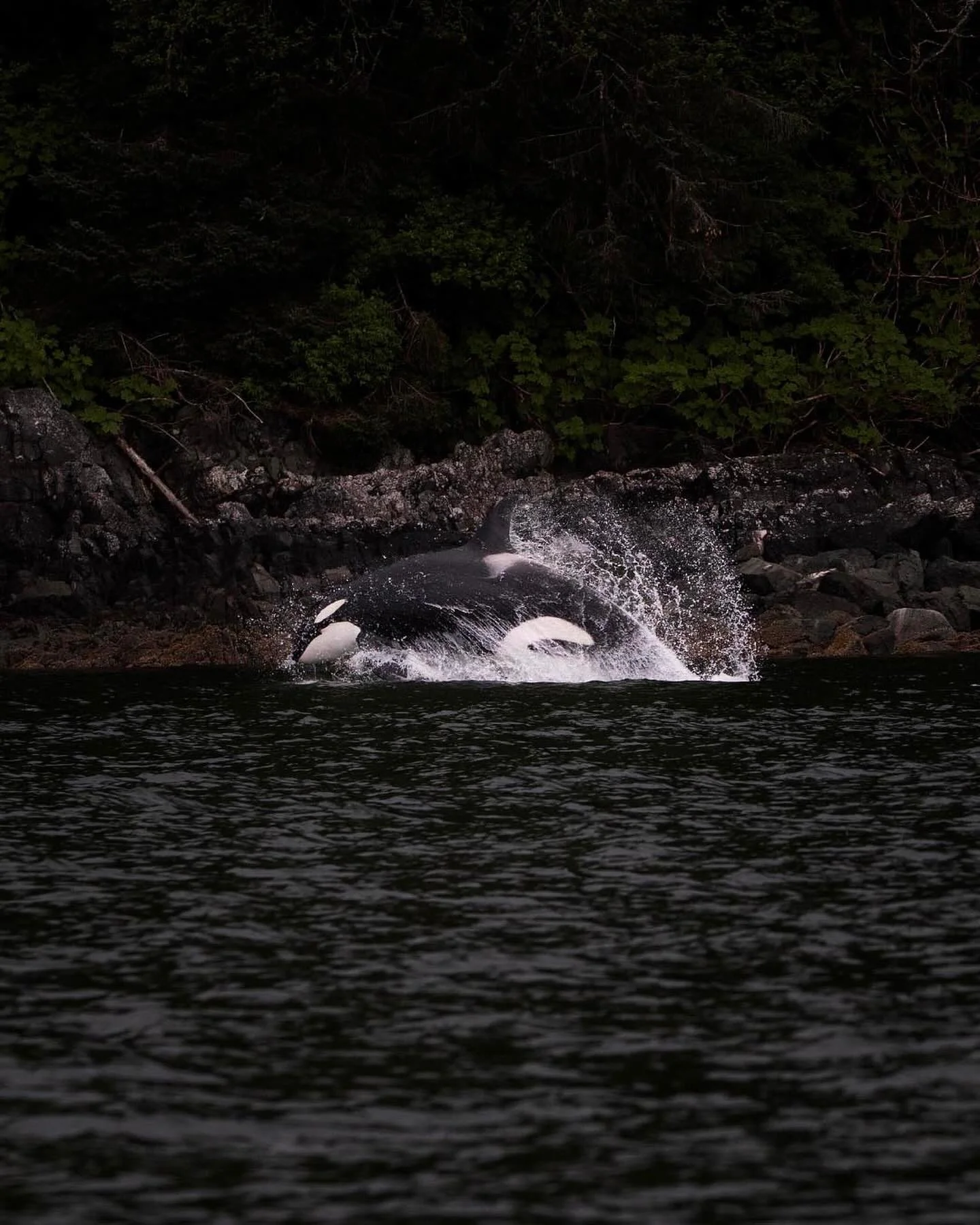 Whale Watching in Alaska: Best Times and Locations for Spotting ...