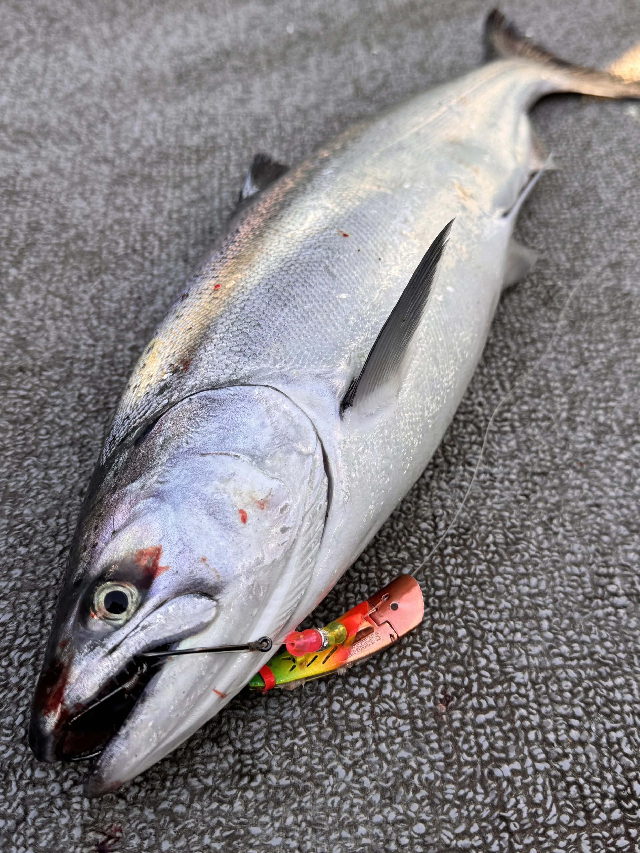 Shasta Lake — Jeff Goodwin Fishing