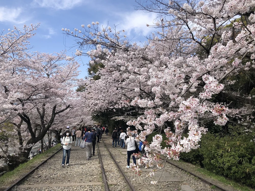 Bricks and Sakura at Nanzenji Temple and the Keage Incline — The Gaijin ...