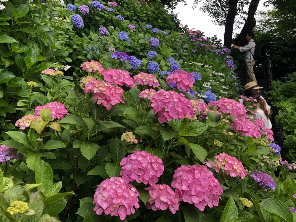 Photo Highlight: Hasedera Temple Hydrangeas — The Gaijin Ghost