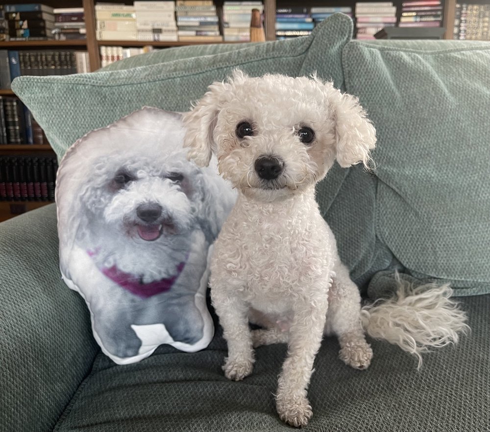 braces! — jennifer rhode design