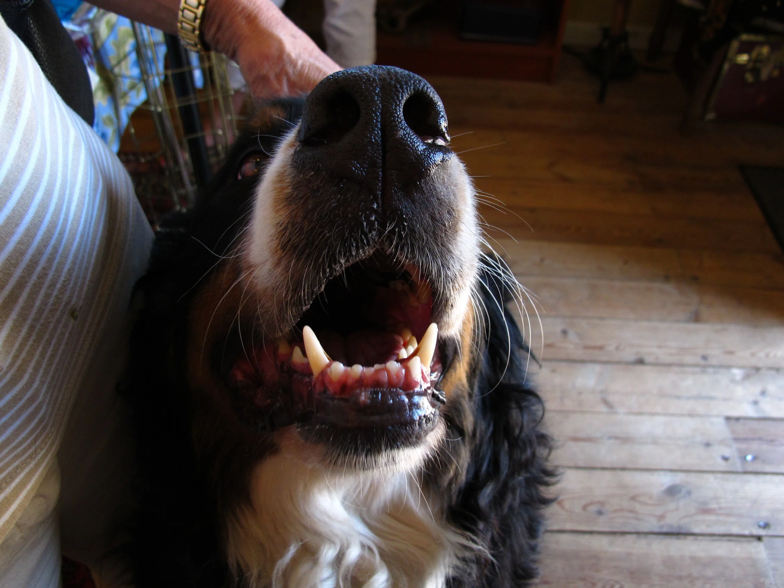 pets — Kelly Conaty