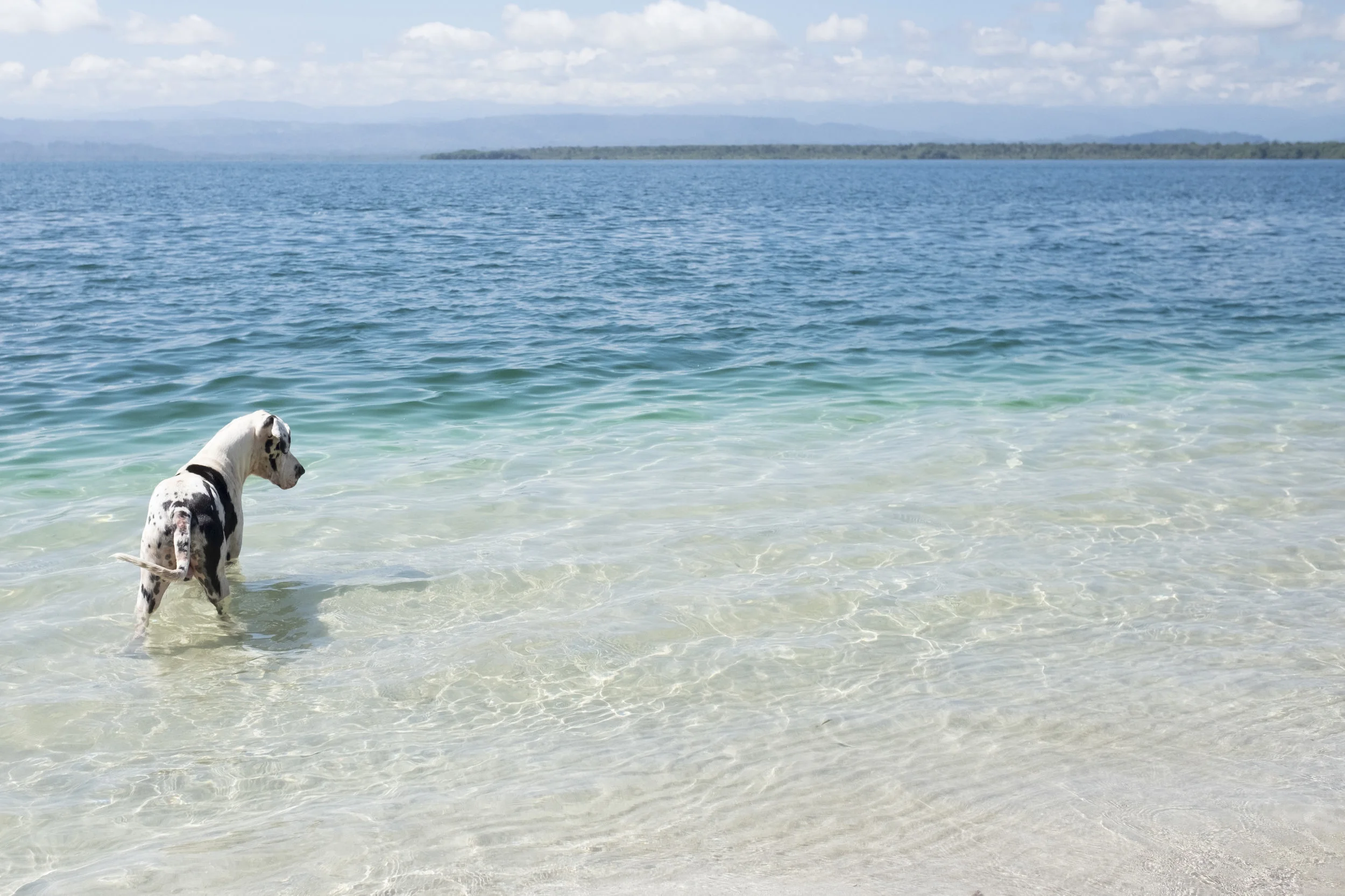 pets — Kelly Conaty