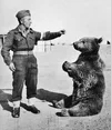 History - Wojtek, the Soldier Bear — Joy V Spicer