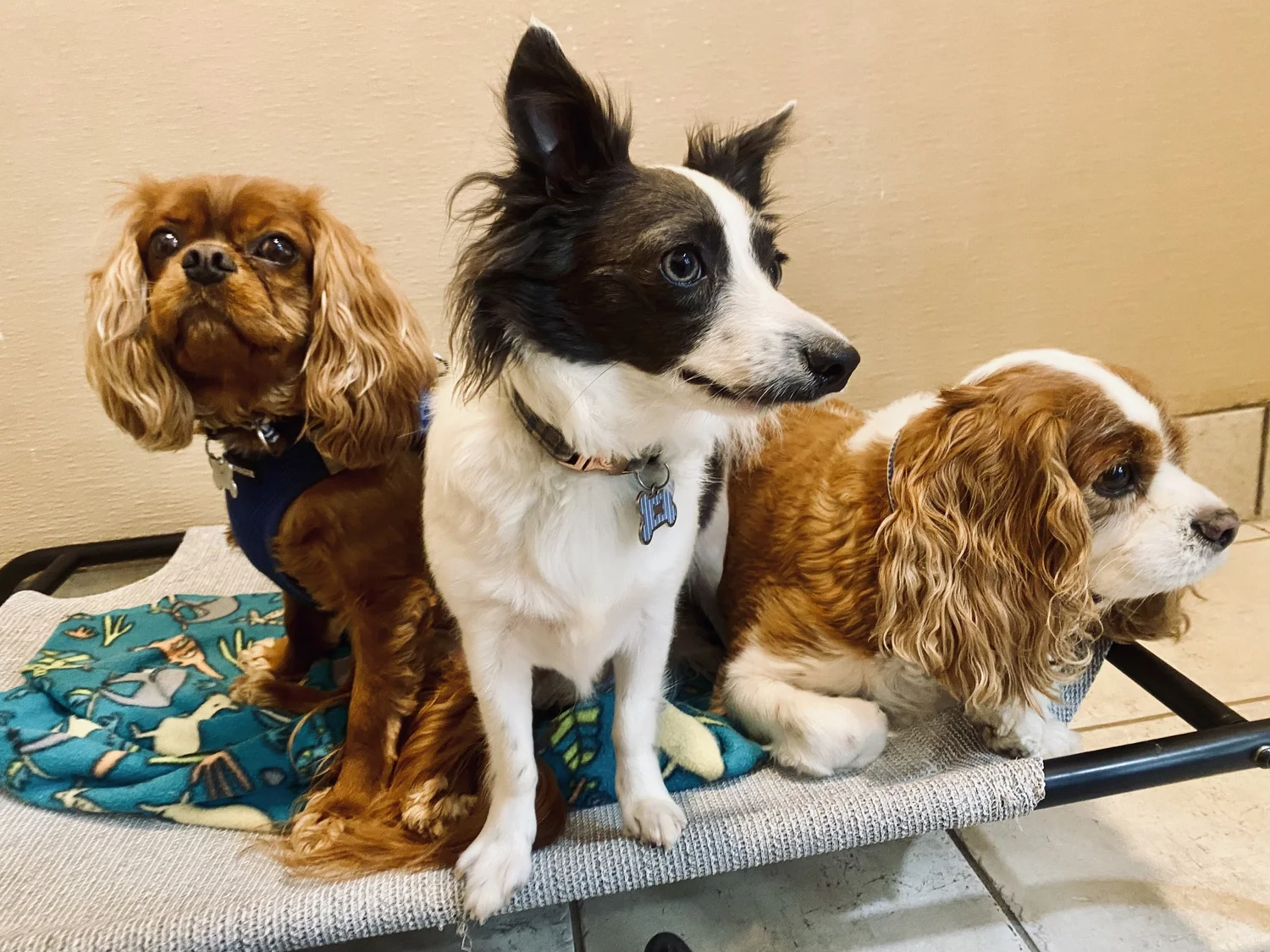 Boarding — Pet Palace