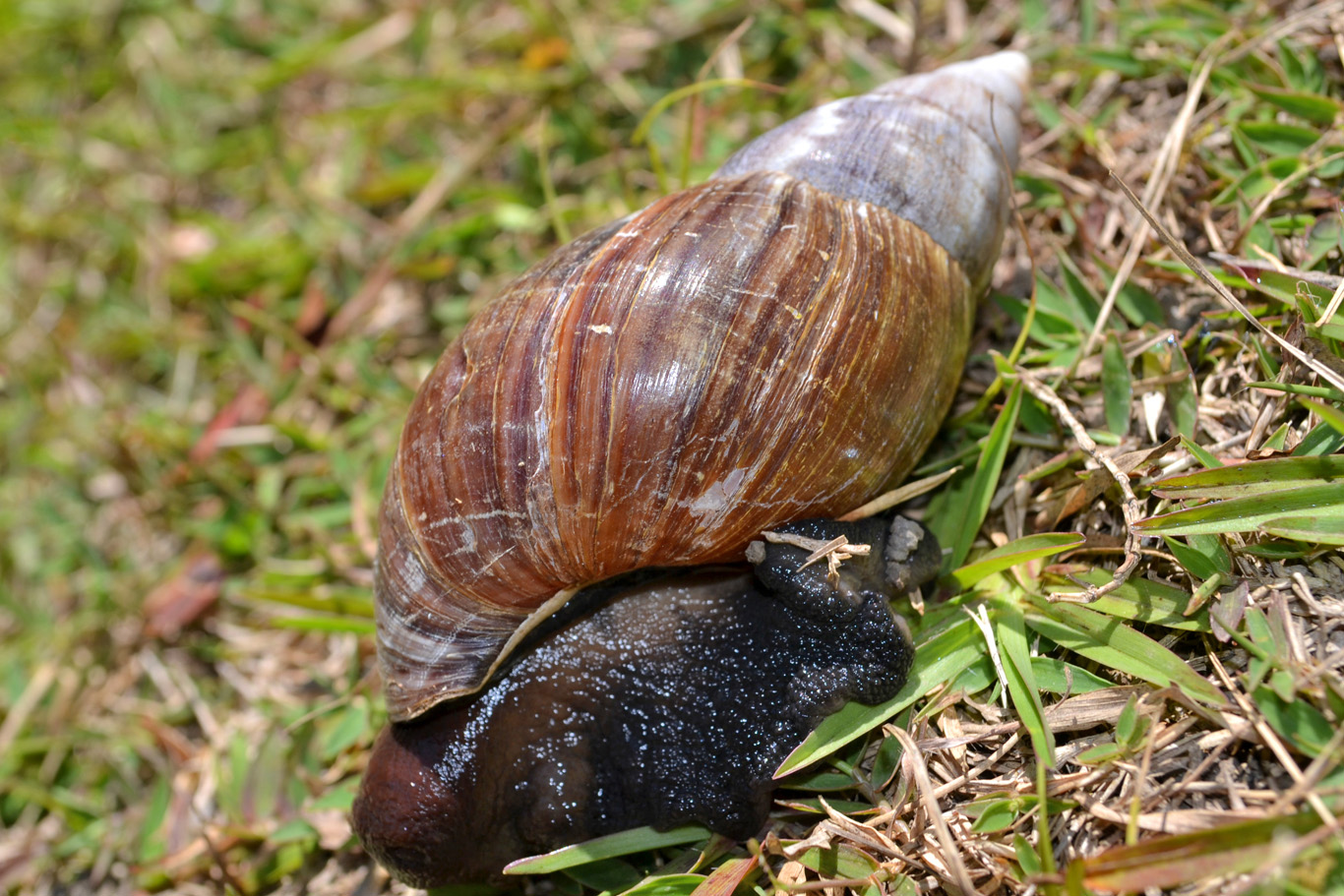 Mauritius Beyond Beaches And Resorts - National Parks, Mountains And ...