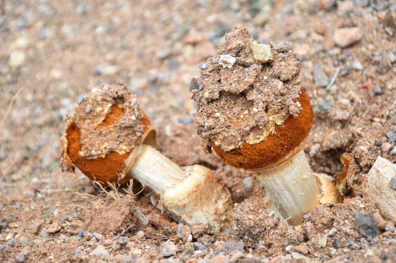 Charyn Canyon, Kazakhstan - Unknown Alternative to the Grand Canyon ...