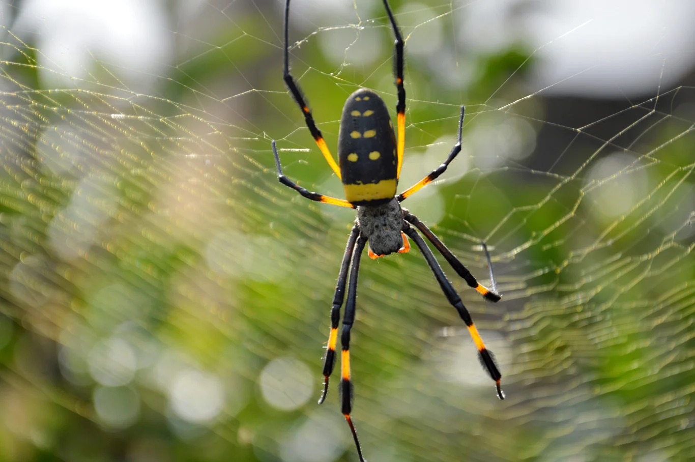 Brava, Cape Verde - The Greenest and One of the Best Islands of the ...