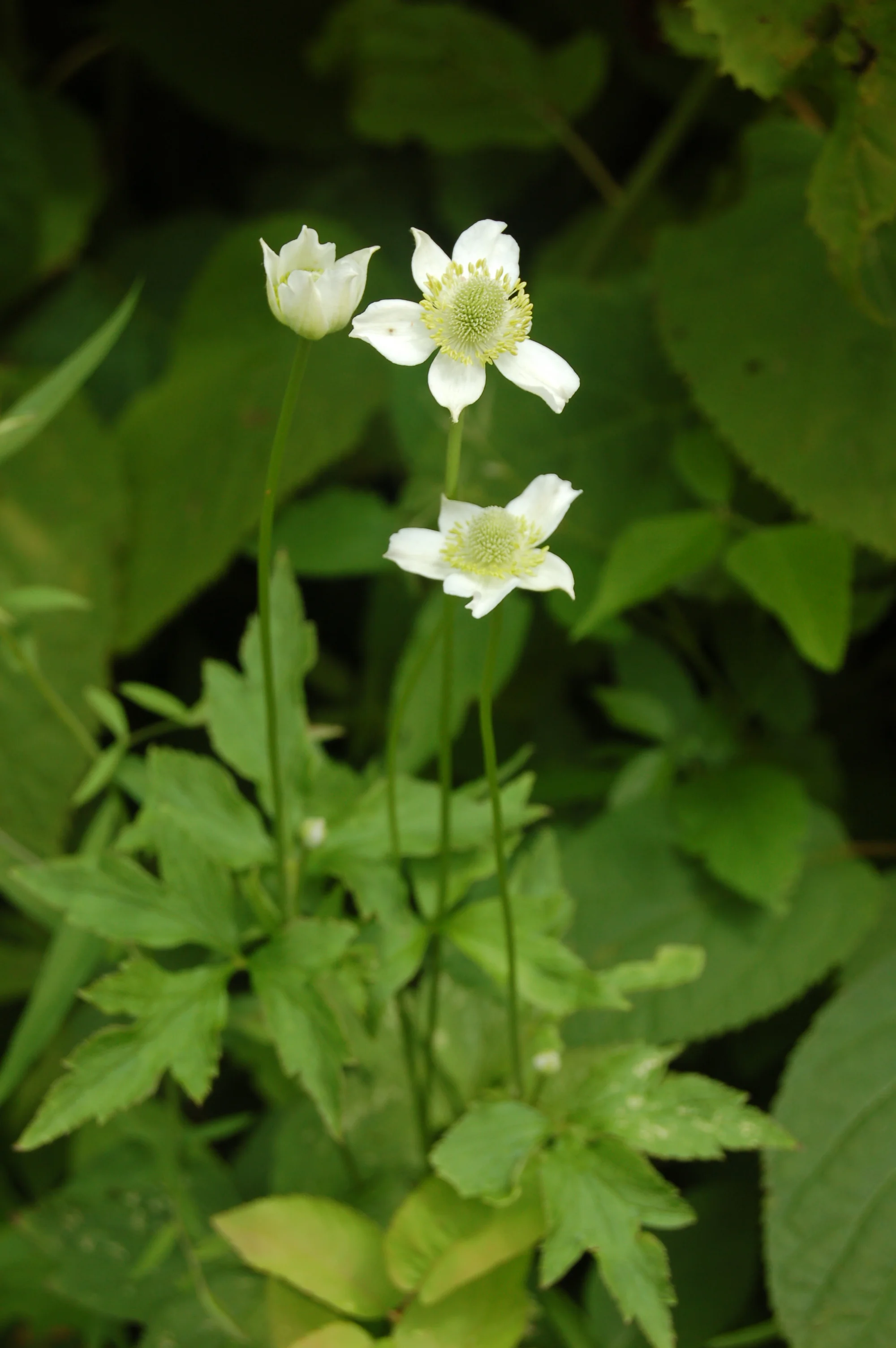 Live Plants A-G — Wood Thrush Native Nursery