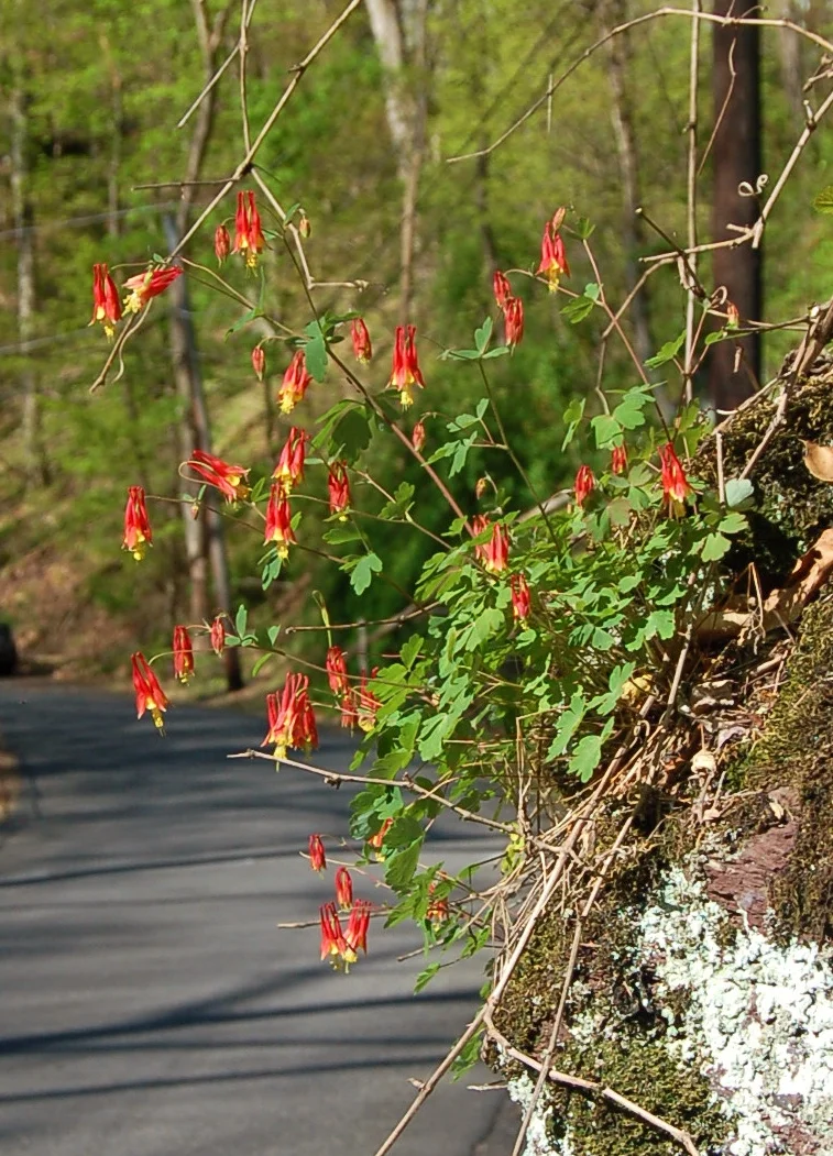 Live Plants A-G — Wood Thrush Native Nursery