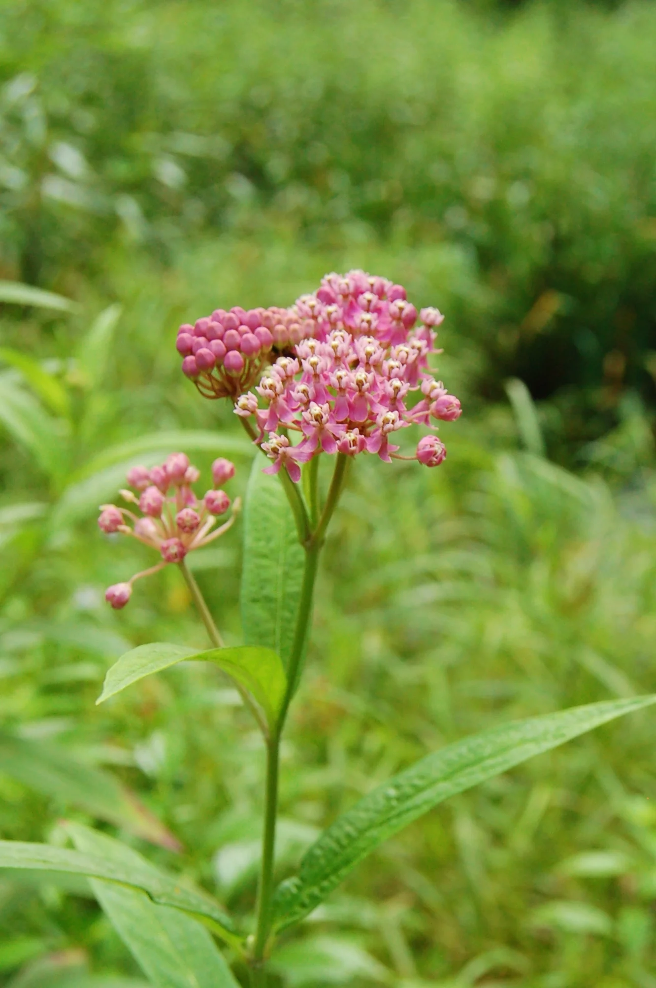 Live Plants A-G — Wood Thrush Native Nursery