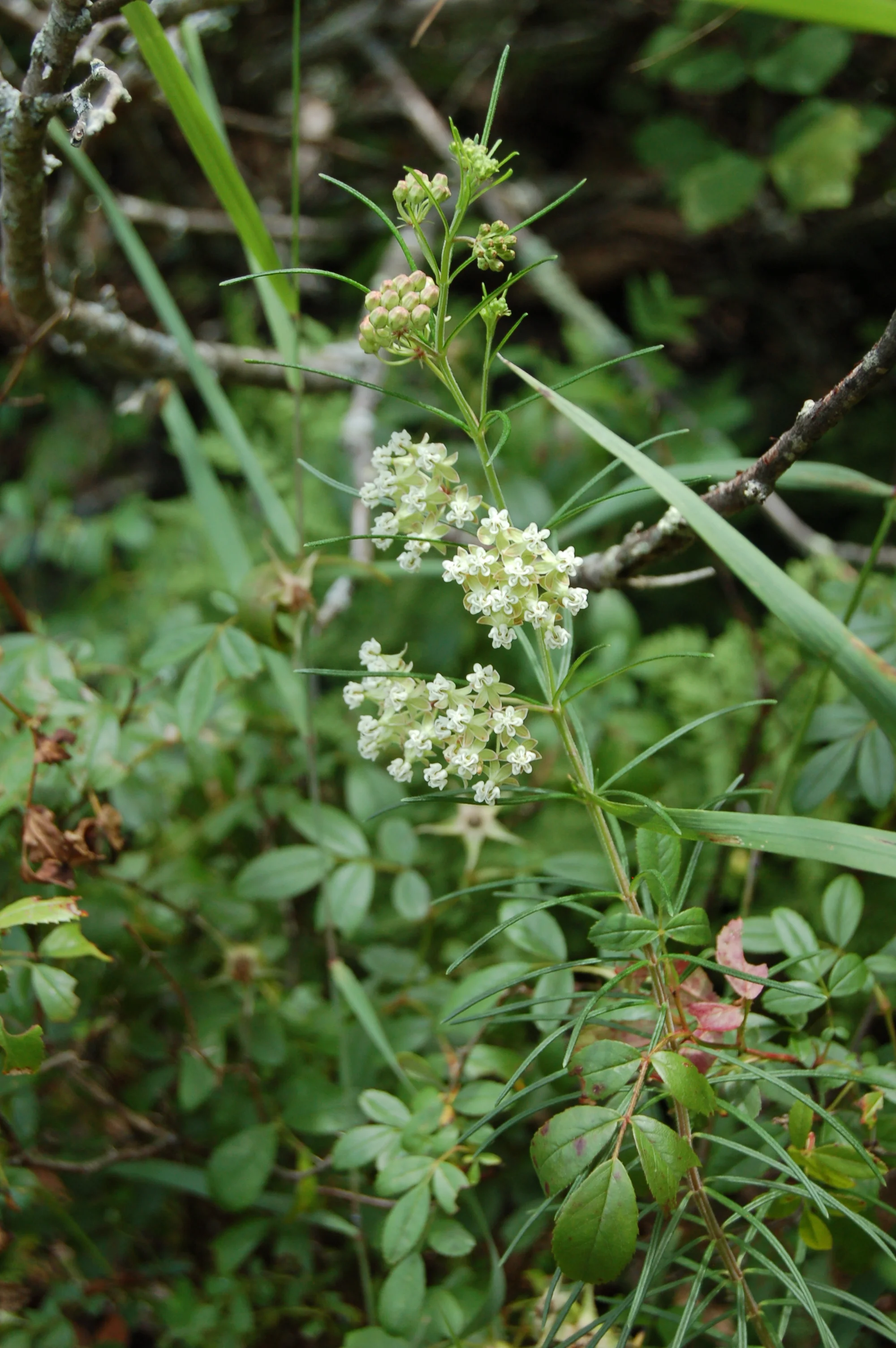 Live Plants A-G — Wood Thrush Native Nursery
