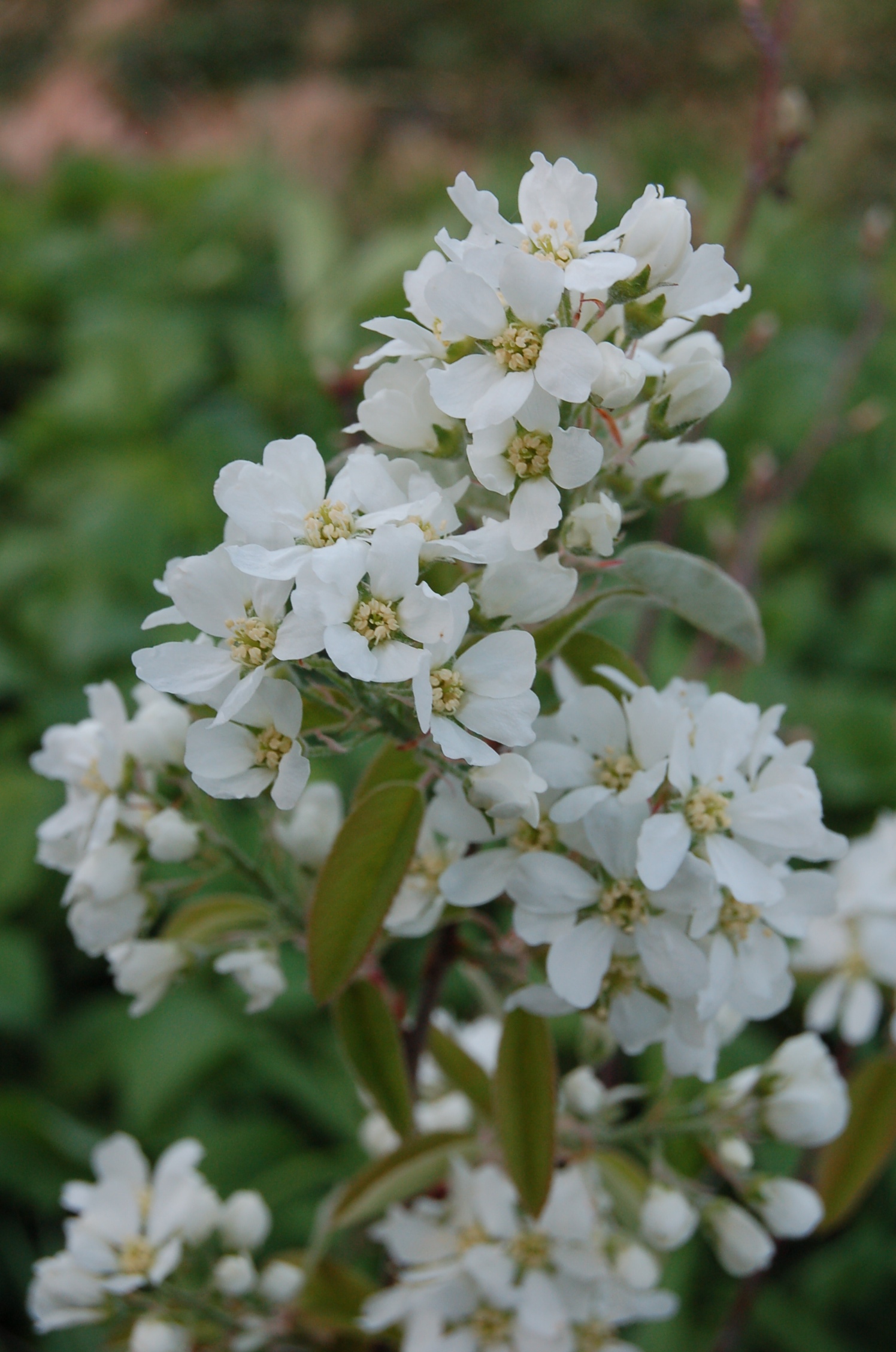 Live Plants A-G — Wood Thrush Native Nursery