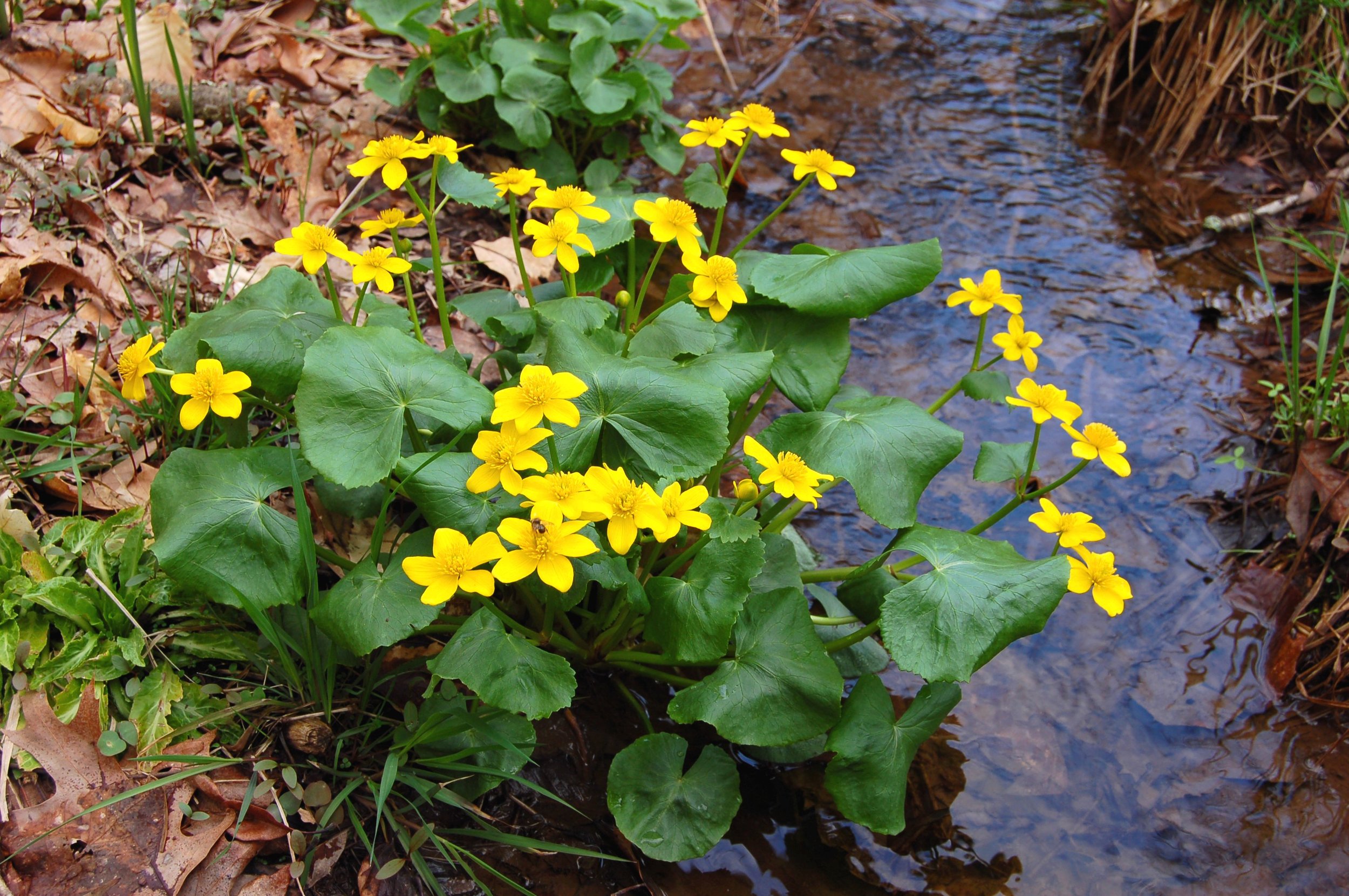 Live Plants A-G — Wood Thrush Native Nursery