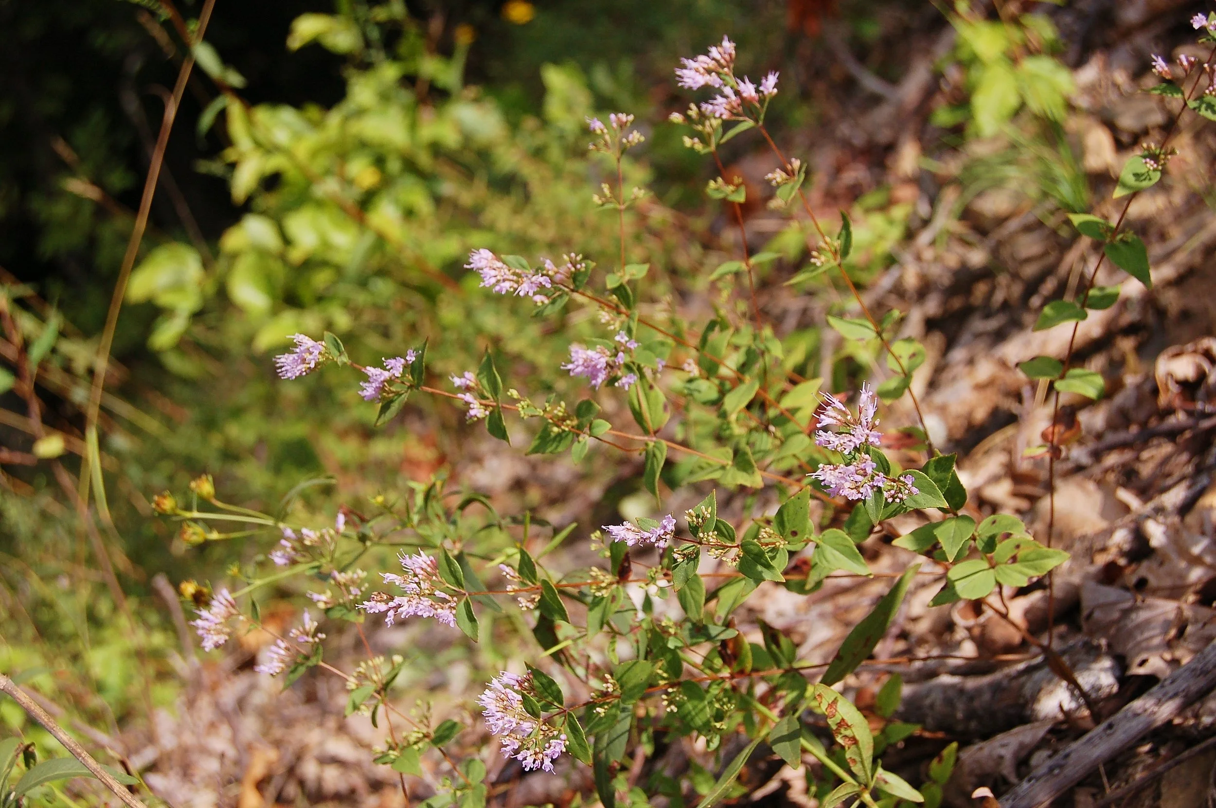 Live Plants A-G — Wood Thrush Native Nursery