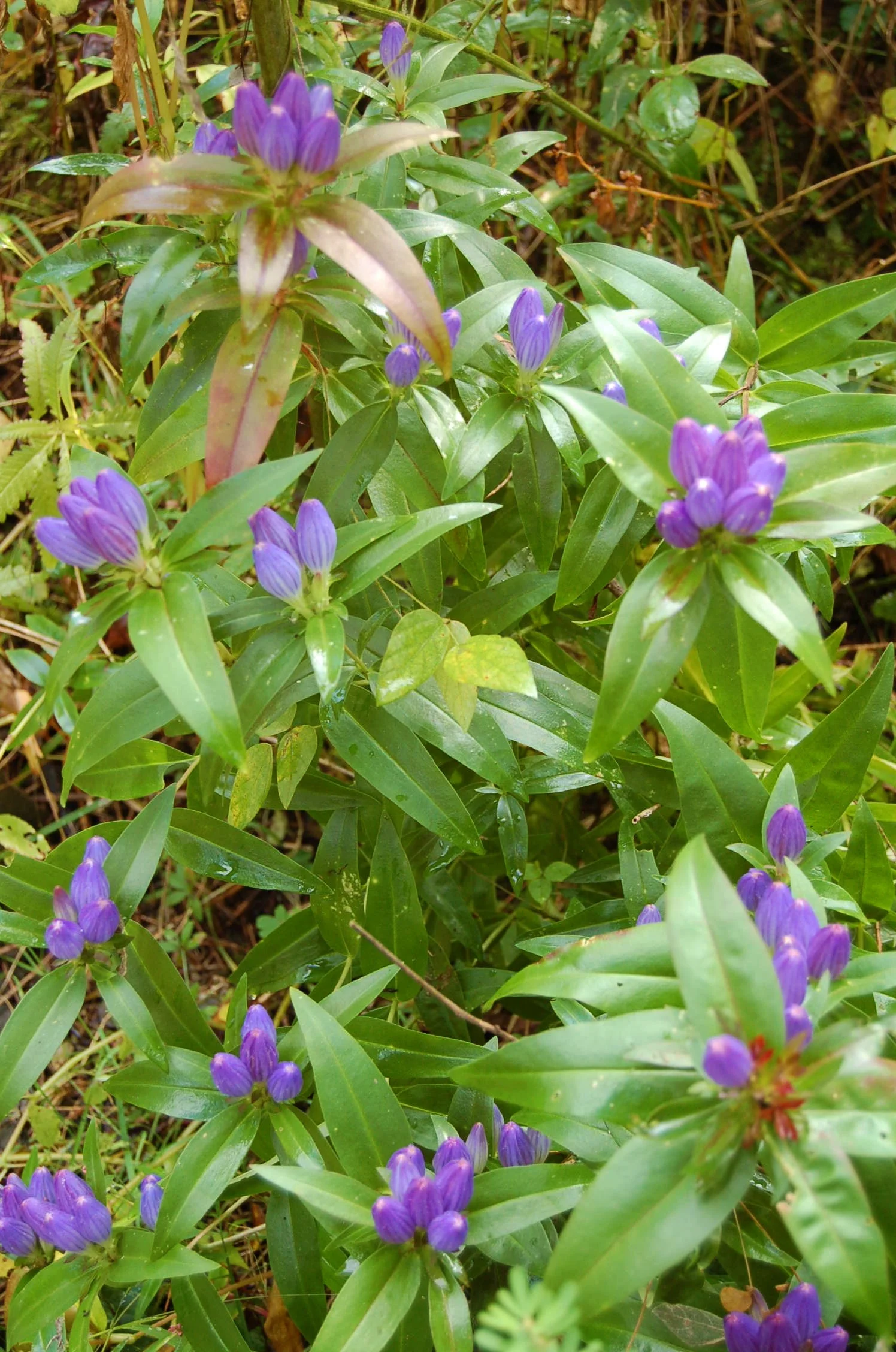 Live Plants A-G — Wood Thrush Native Nursery