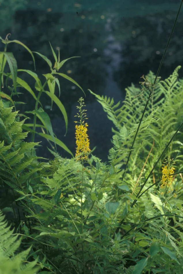 Live Plants H-R — Wood Thrush Native Nursery