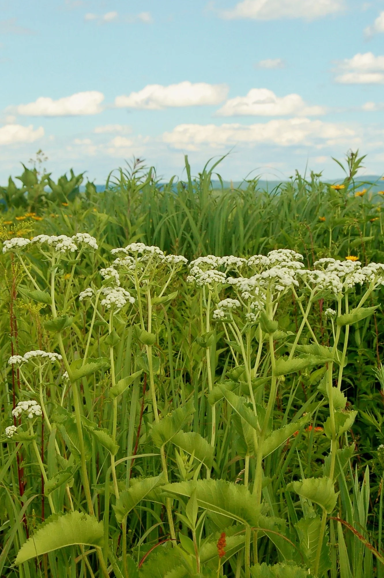 Live Plants H-R — Wood Thrush Native Nursery