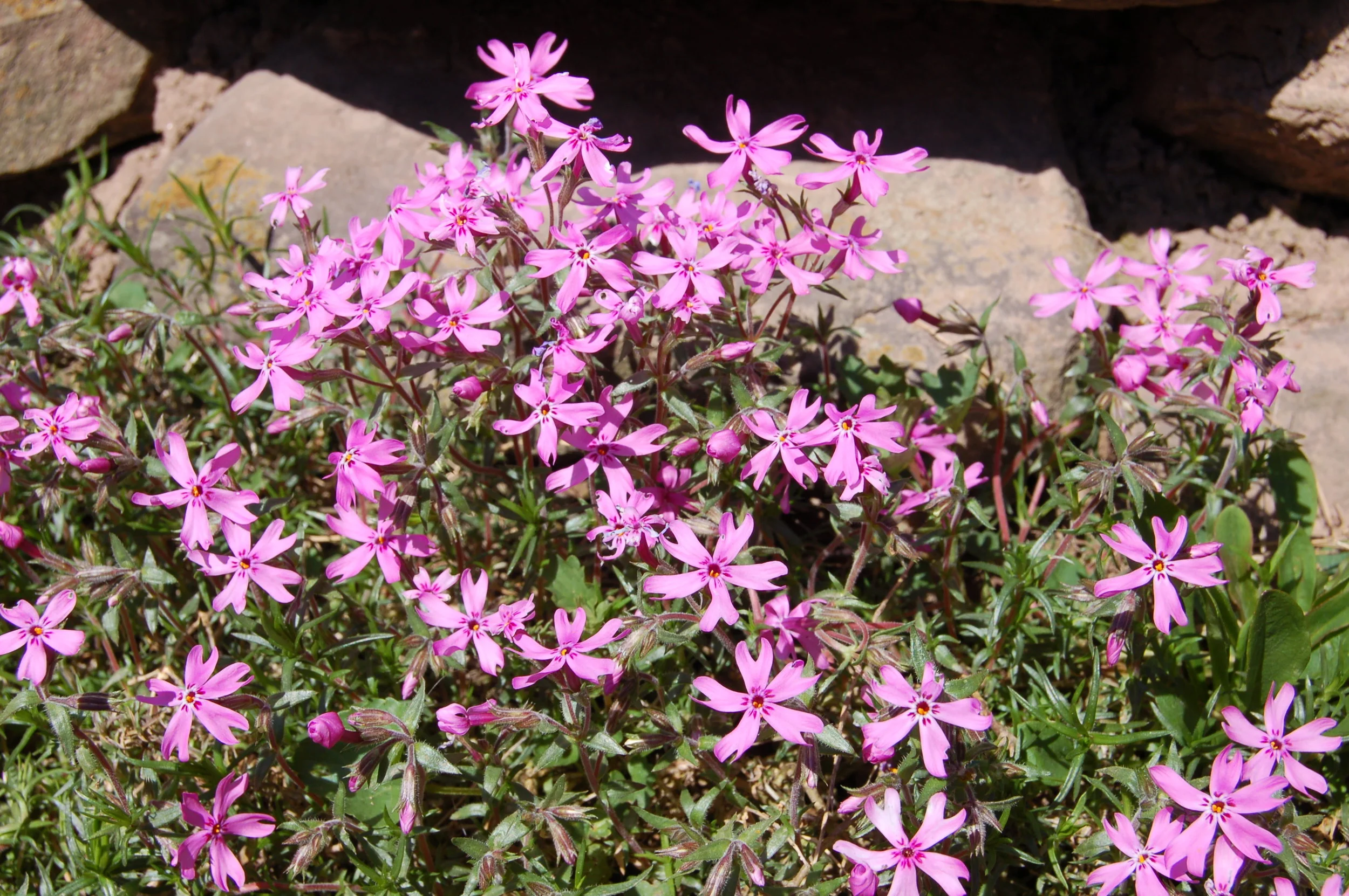 Live Plants H-R — Wood Thrush Native Nursery