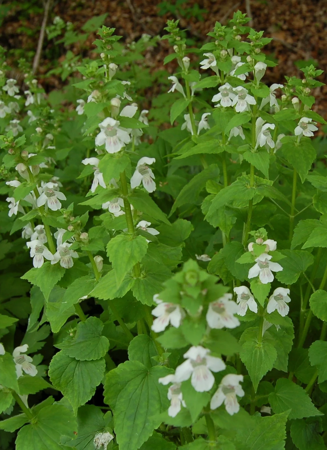 Live Plants S-Z — Wood Thrush Native Nursery