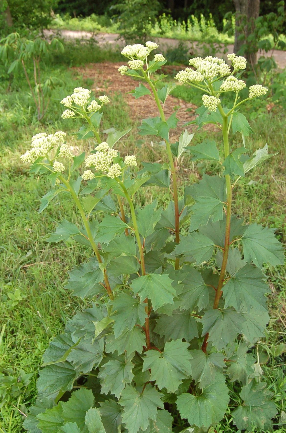 Live Plants A-G — Wood Thrush Native Nursery