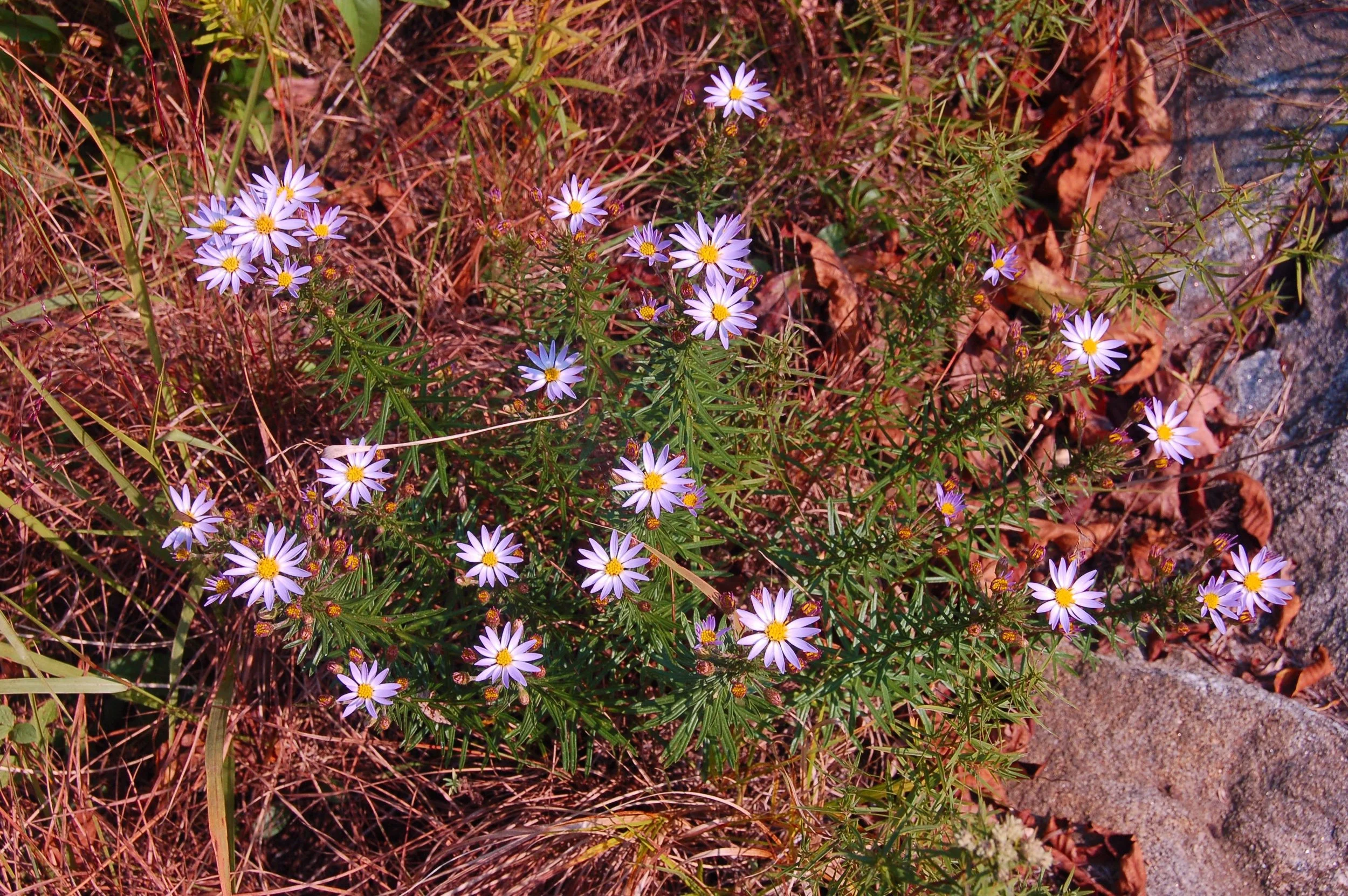 Live Plants H-R — Wood Thrush Native Nursery