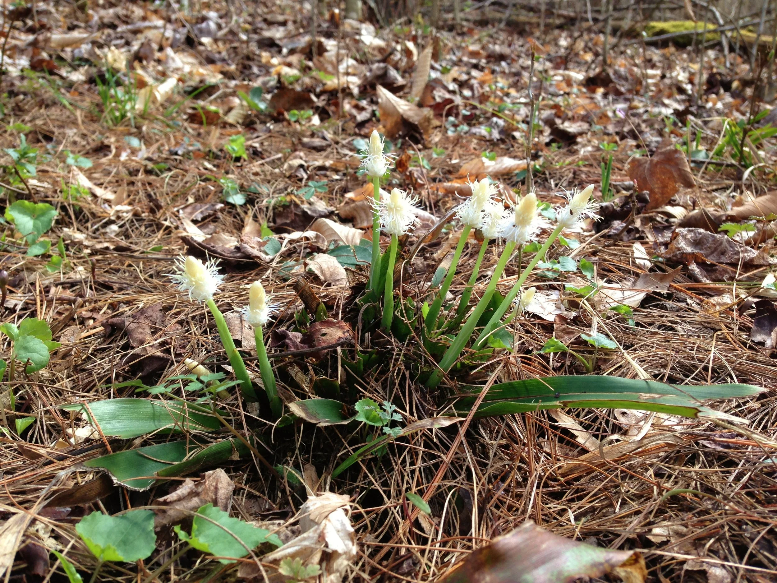 Live Plants A-G — Wood Thrush Native Nursery