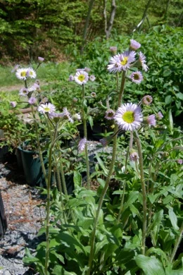 Live Plants A-G — Wood Thrush Native Nursery