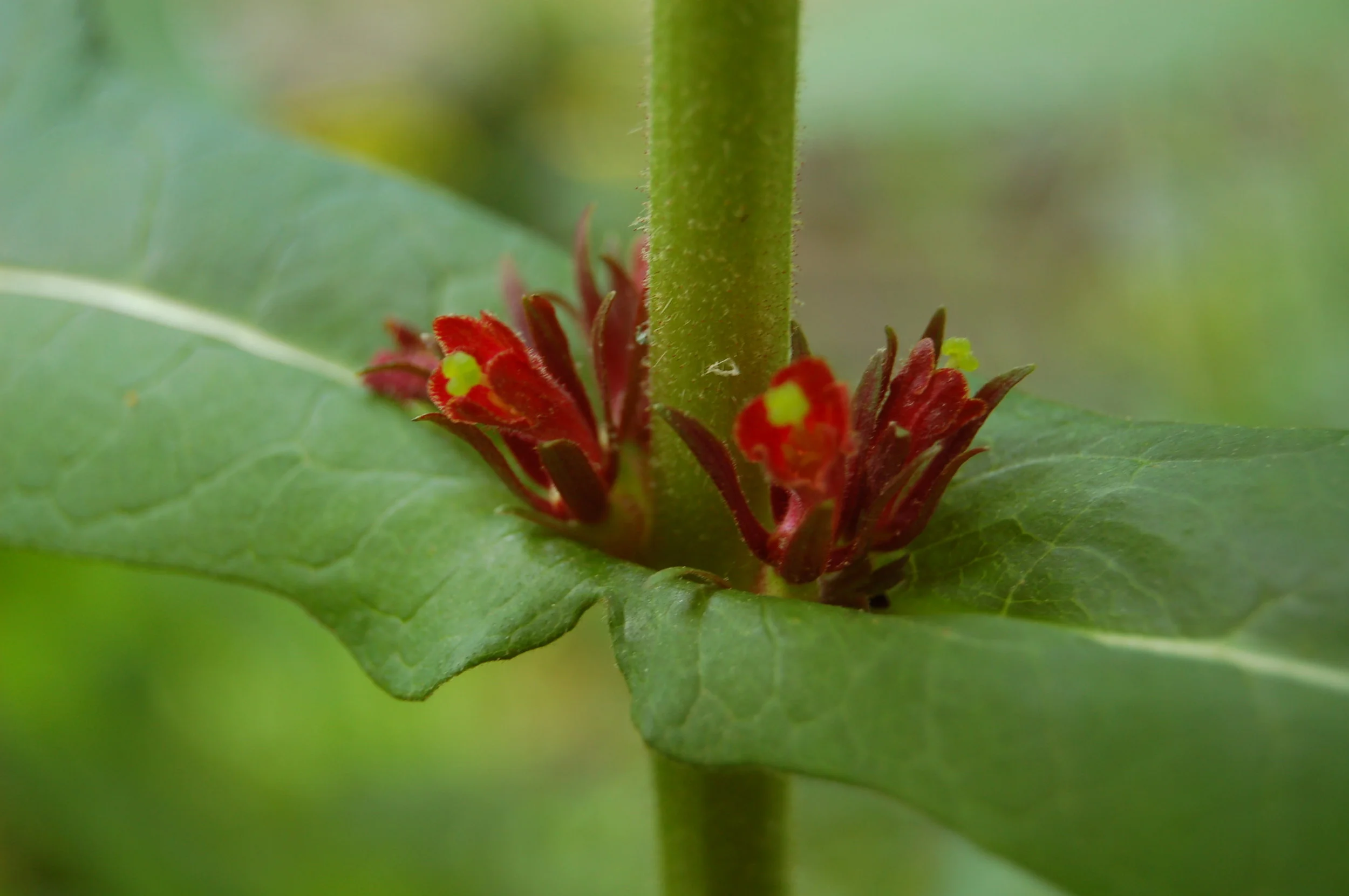 Live Plants S-Z — Wood Thrush Native Nursery