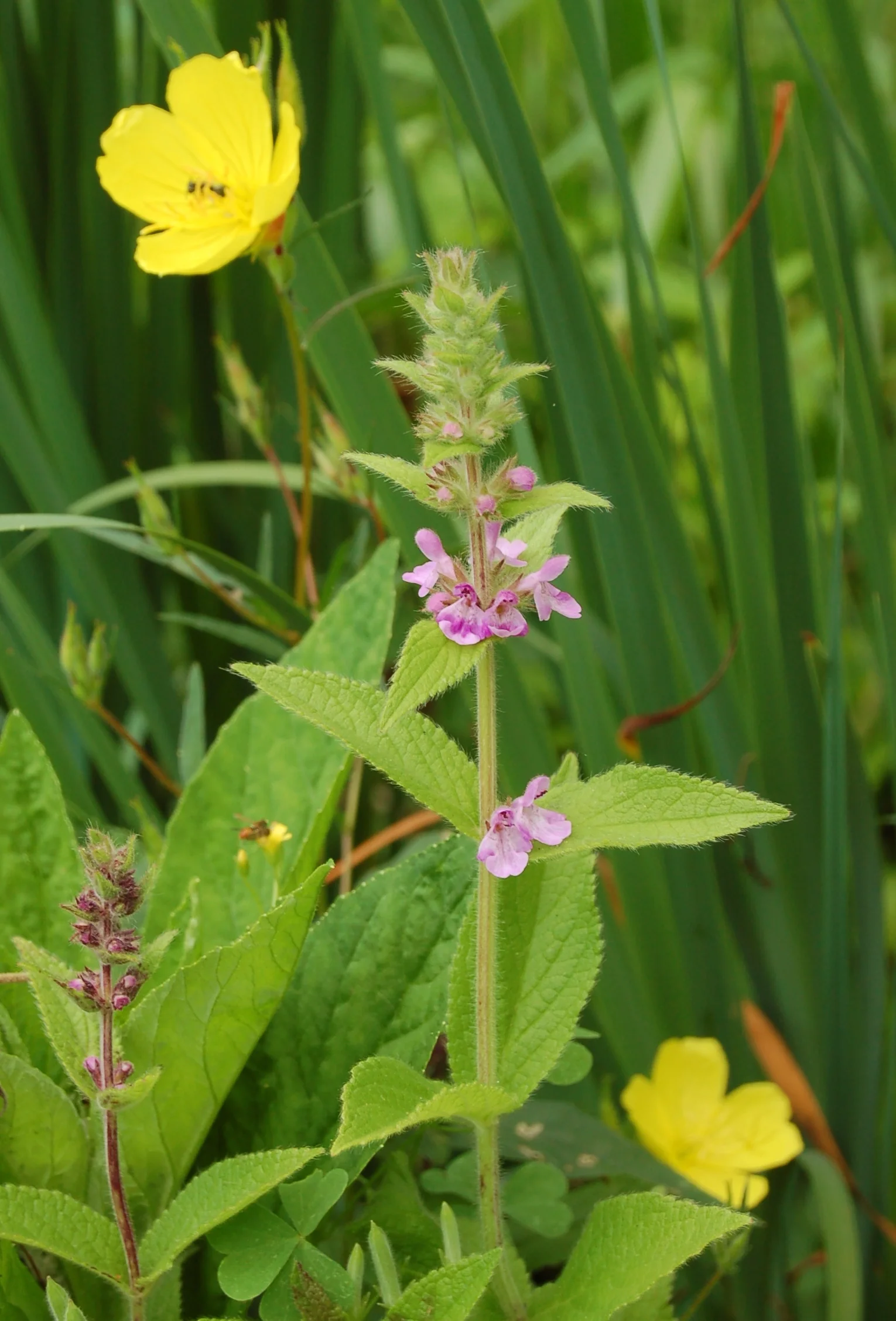 Live Plants S-Z — Wood Thrush Native Nursery