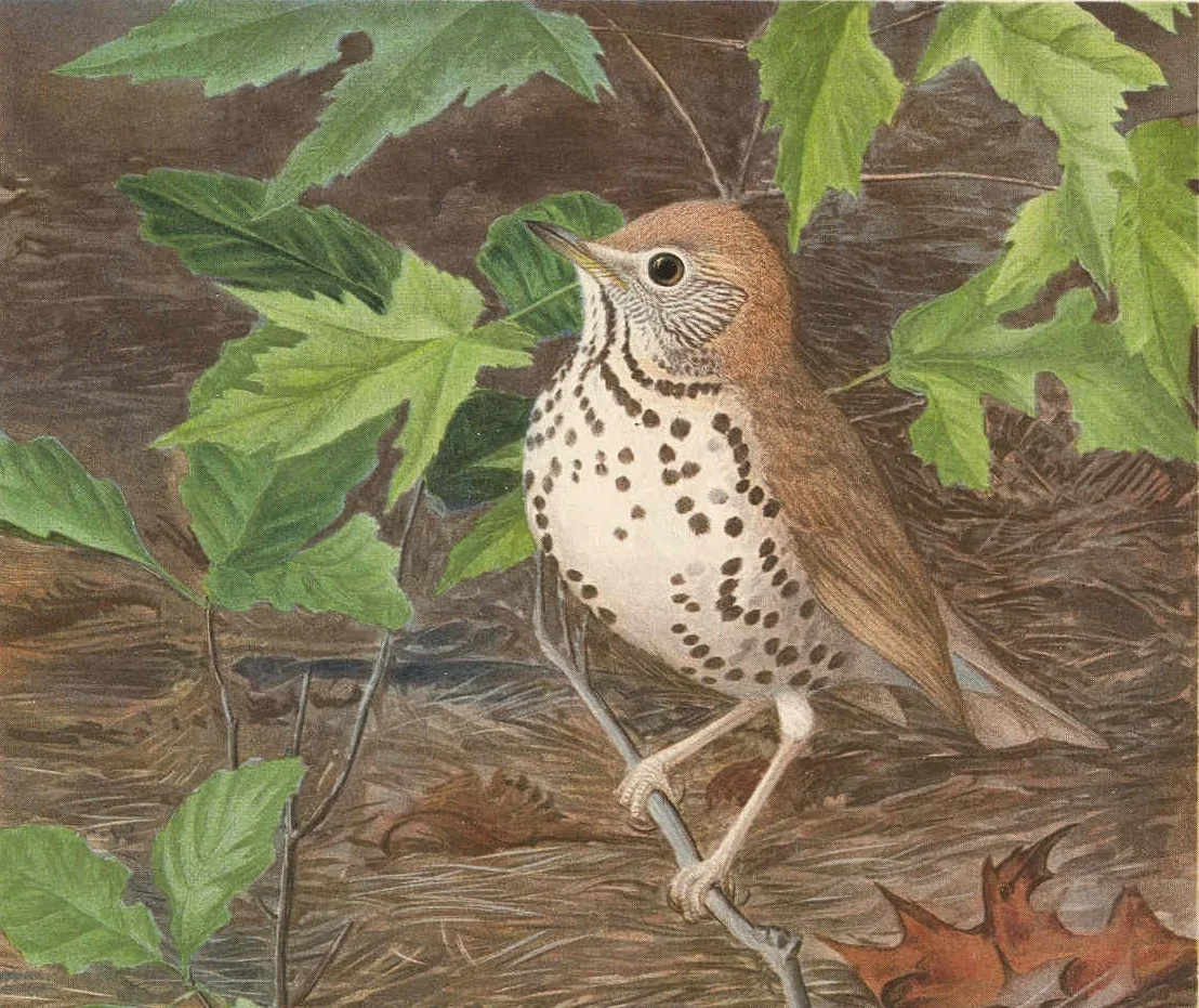 Wood Thrush Native Nursery