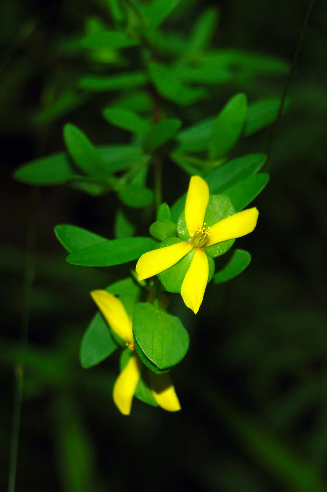 Live Plants H-R — Wood Thrush Native Nursery