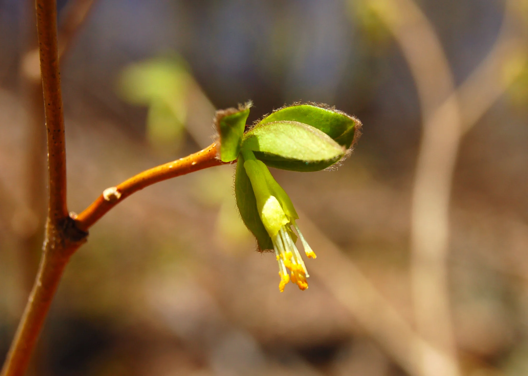Live Plants A-G — Wood Thrush Native Nursery