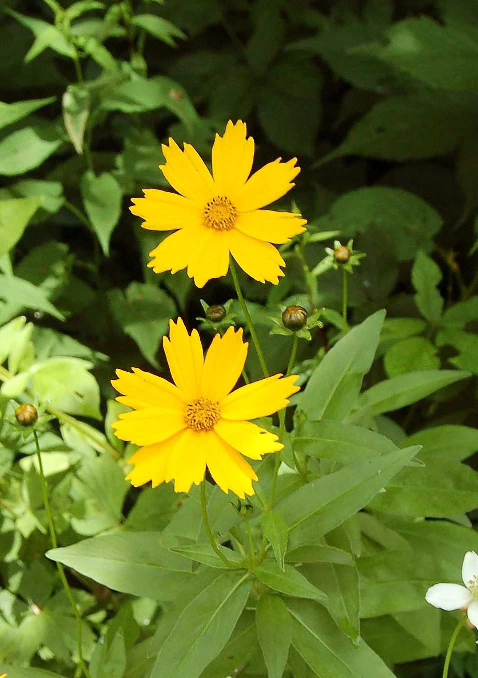 Live Plants A-G — Wood Thrush Native Nursery
